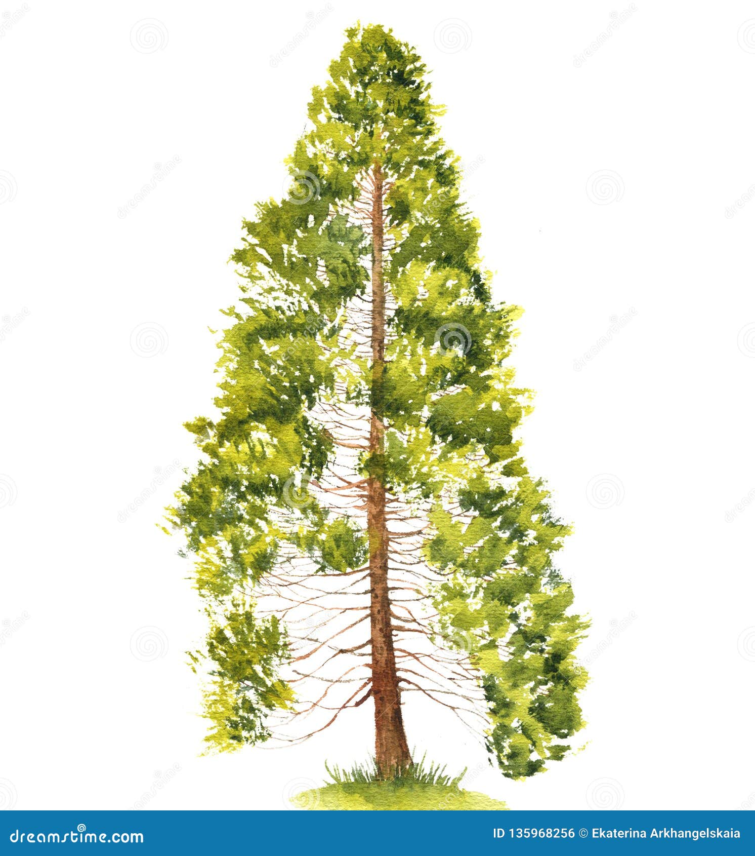 Arbre De Cèdre De Dessin D'aquarelle Photo stock - Image du branchement ...