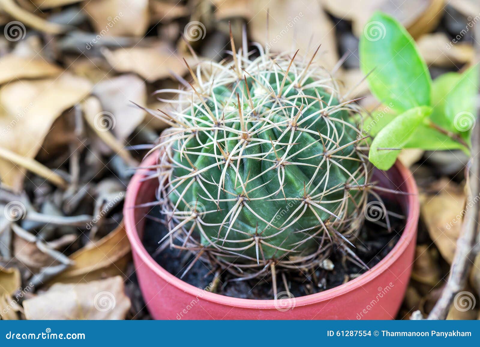 Arbre de cactus photo stock. Image du fleur, accroissement - 61287554