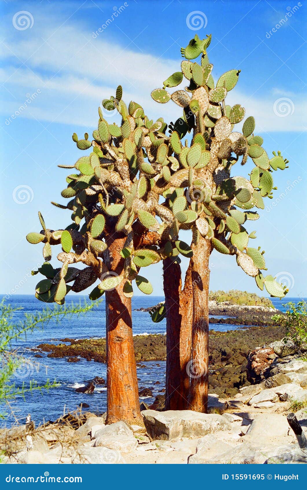Arbre De Cactus De Galapagos Image stock - Image du lame, fruits: 15591695