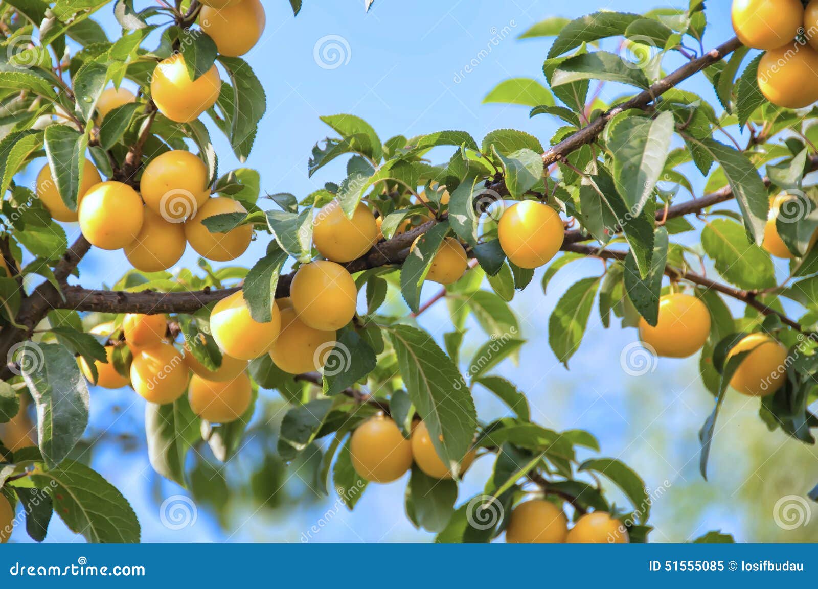 Arbre De Cerise-prune Avec Des Fruits Image stock - Image du ...