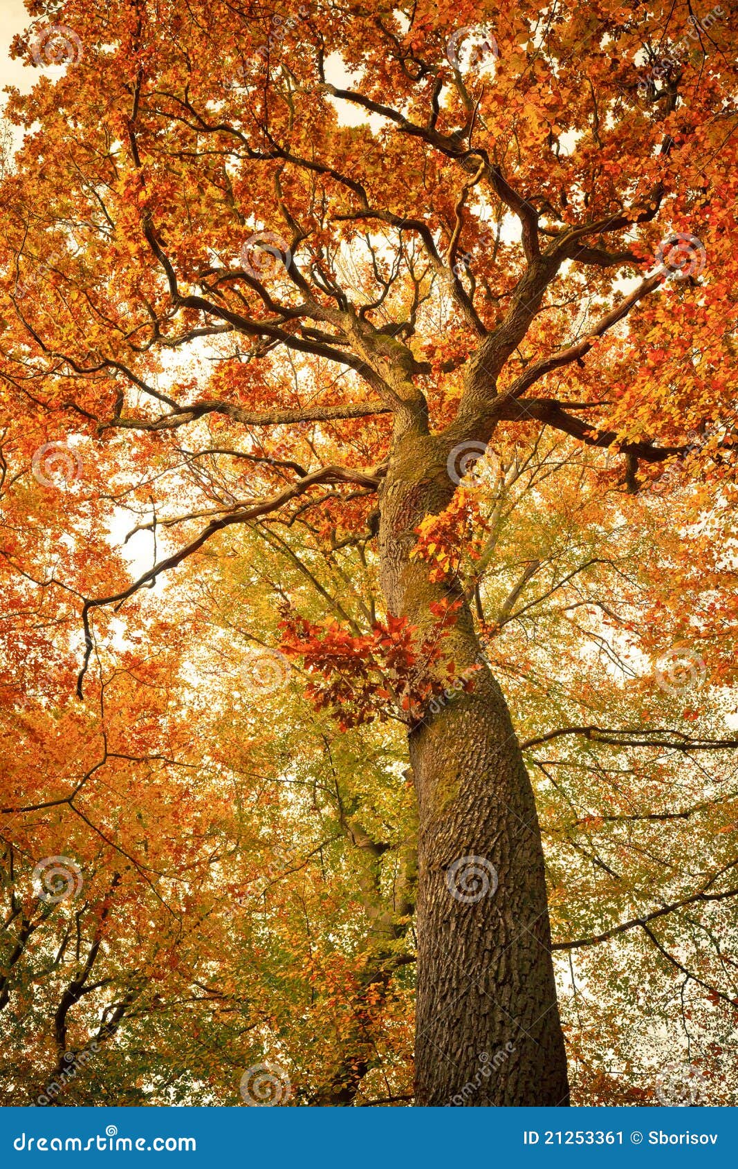 Arbre De Chêne D'automne Dans La Forêt Image stock - Image du sauvage ...
