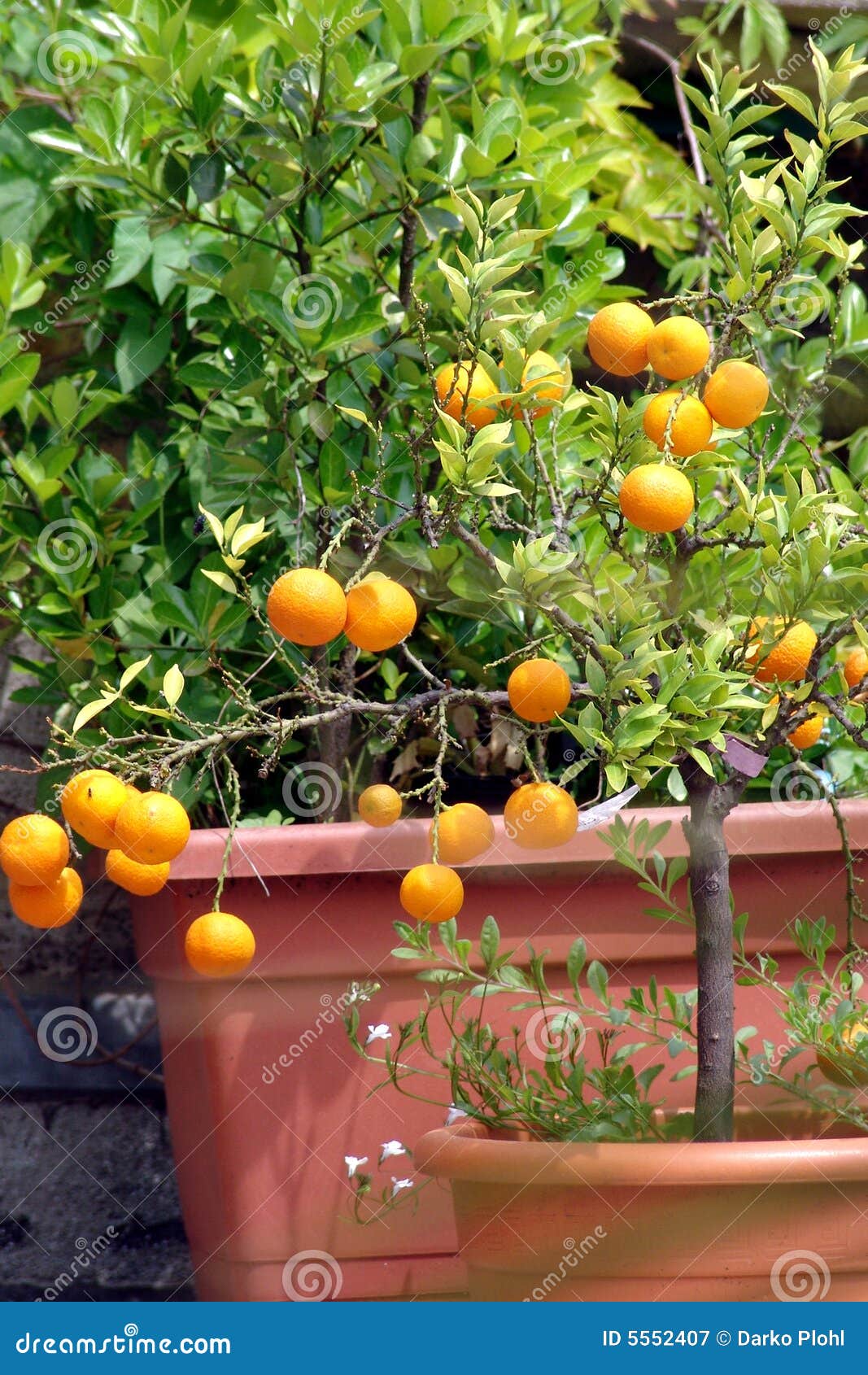 Arbre de citron image stock. Image du vivacité, petit - 5552407