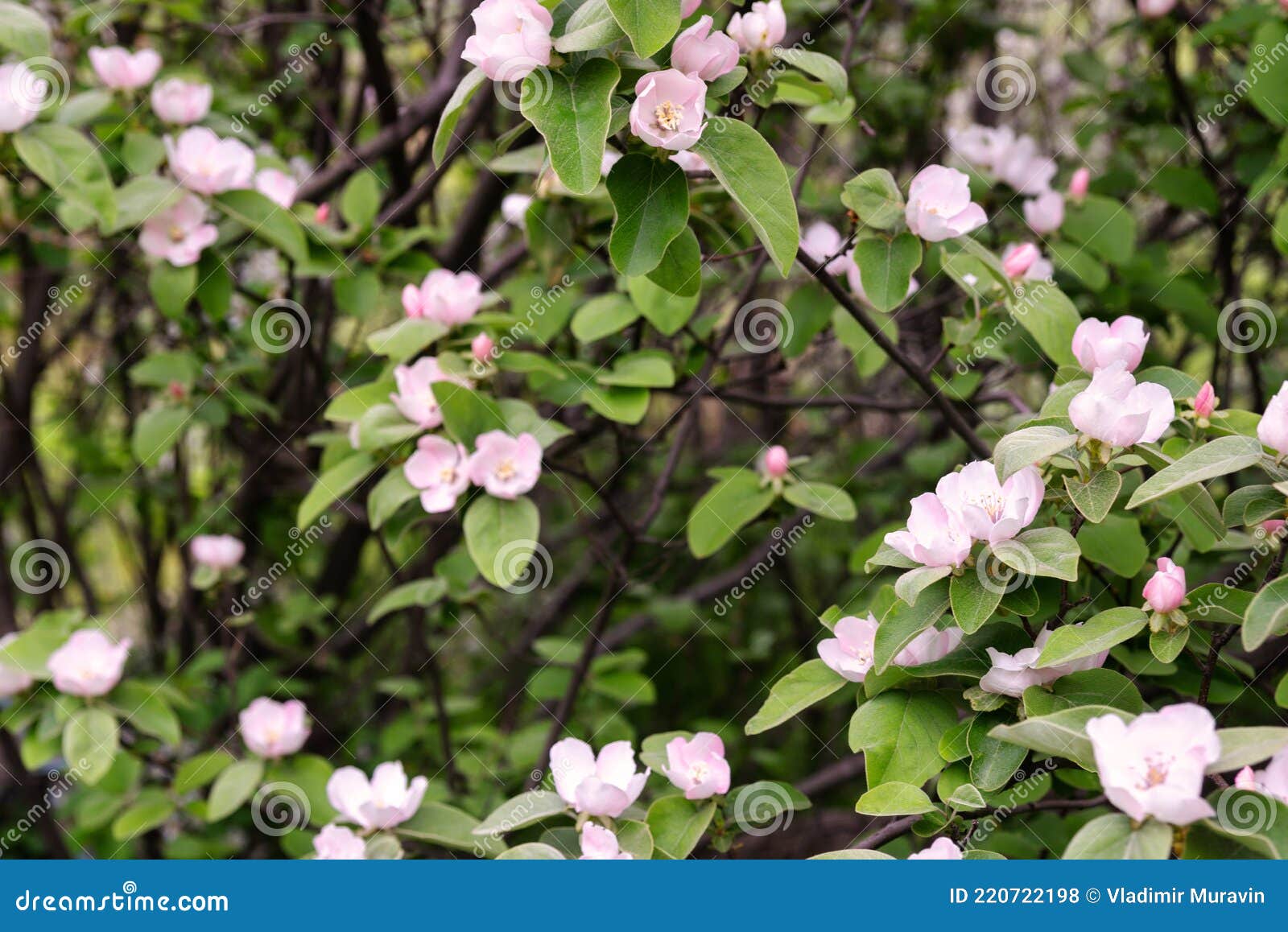 Arbre de coing en fleurs photo stock. Image of beau - 220722198