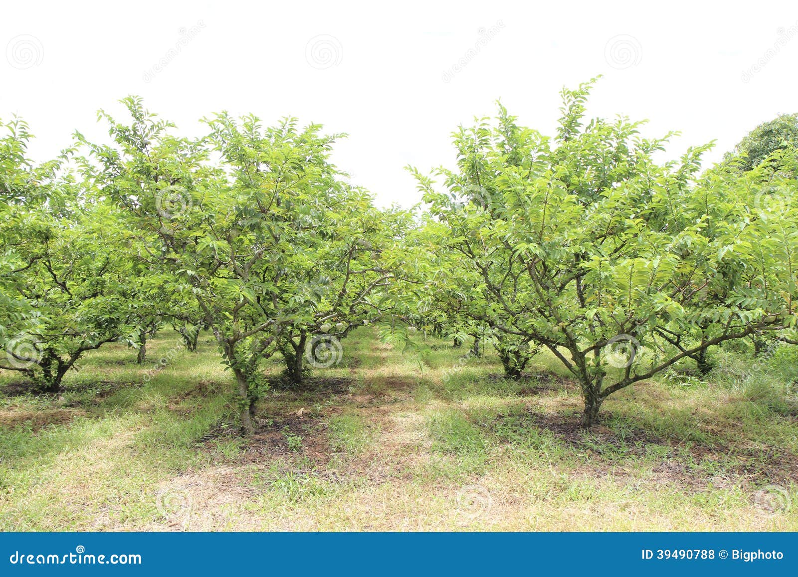Arbre De Corossol Dans Le Jardin Photo stock - Image du lame, fruits ...