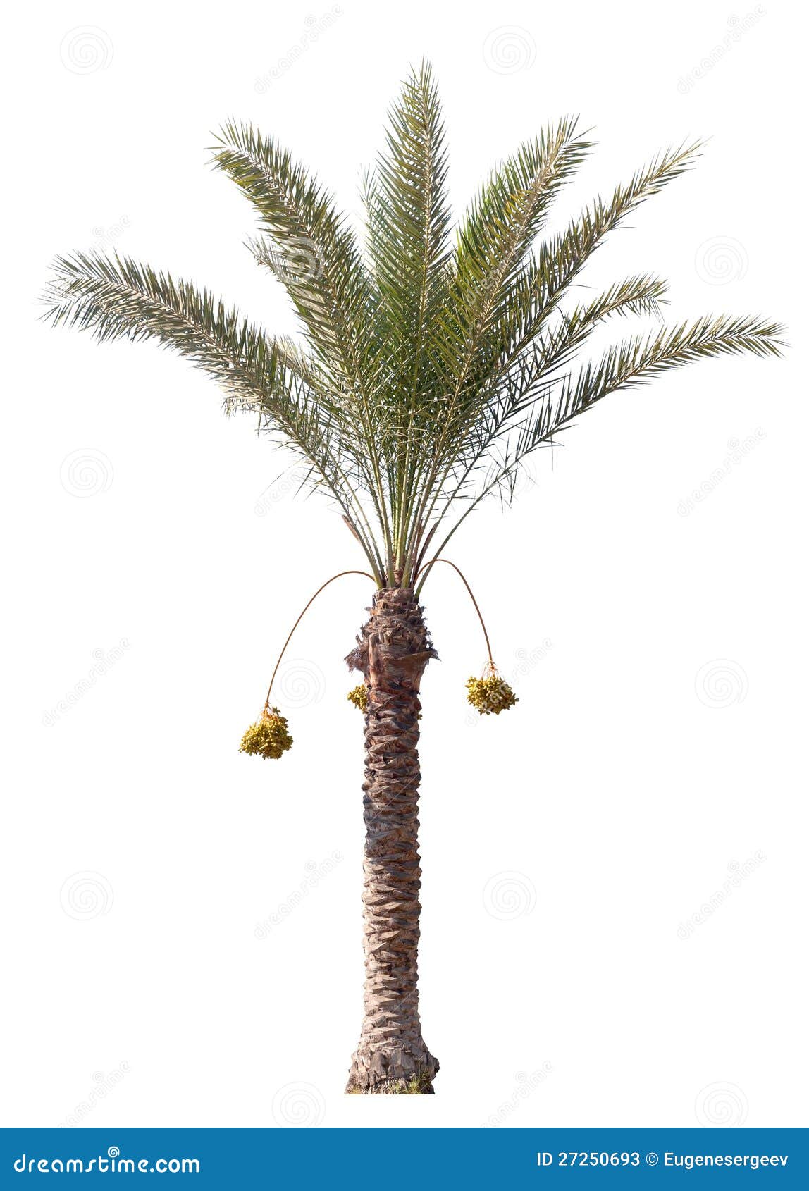 Arbre De Datte-paume D'isolement Sur Le Blanc Image stock - Image du ...