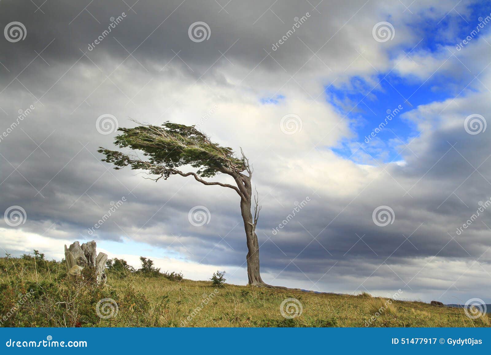 Arbre De Drapeau Dans Le PAtagonia De L'Argentine Image stock - Image ...