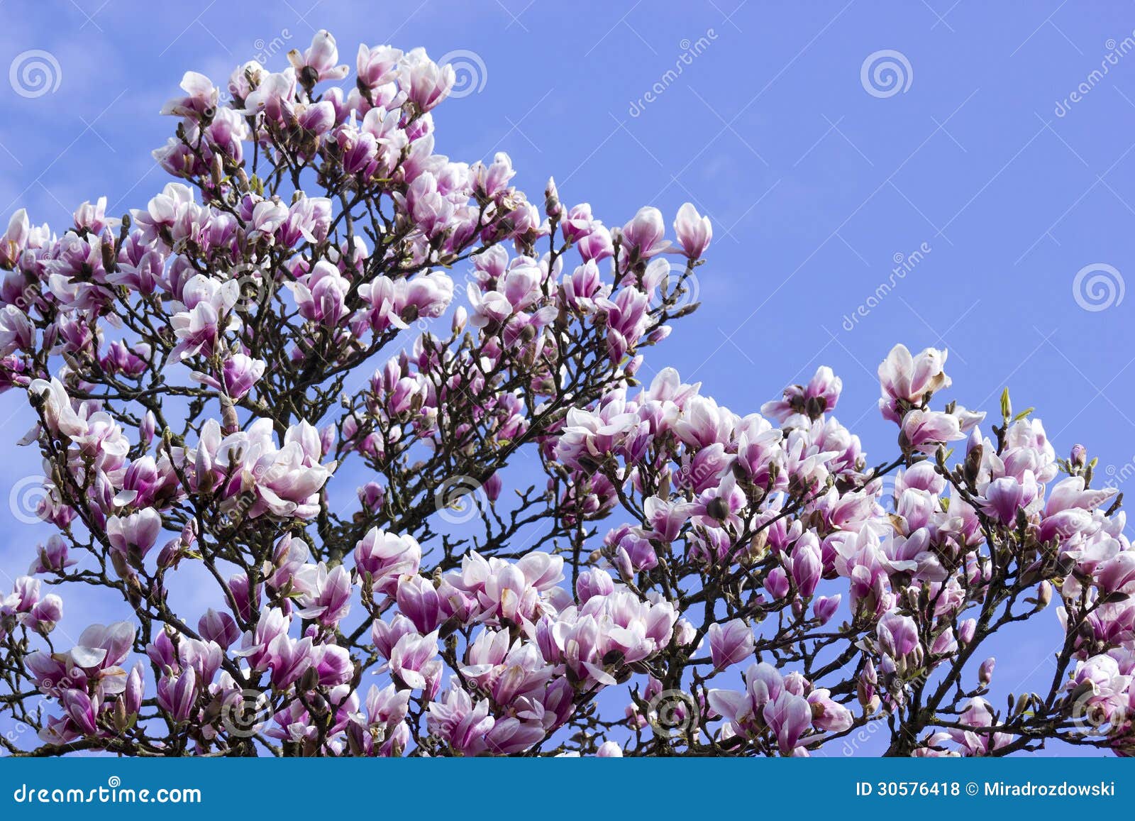 Arbre De Floraison De Magnolia Photo stock - Image du centrale ...