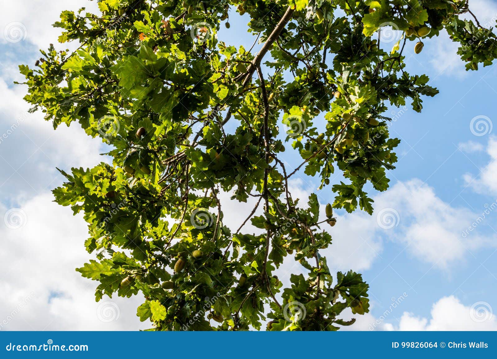 Arbre De Gland Avec L'élevage De Glands Photo stock - Image du chêne ...