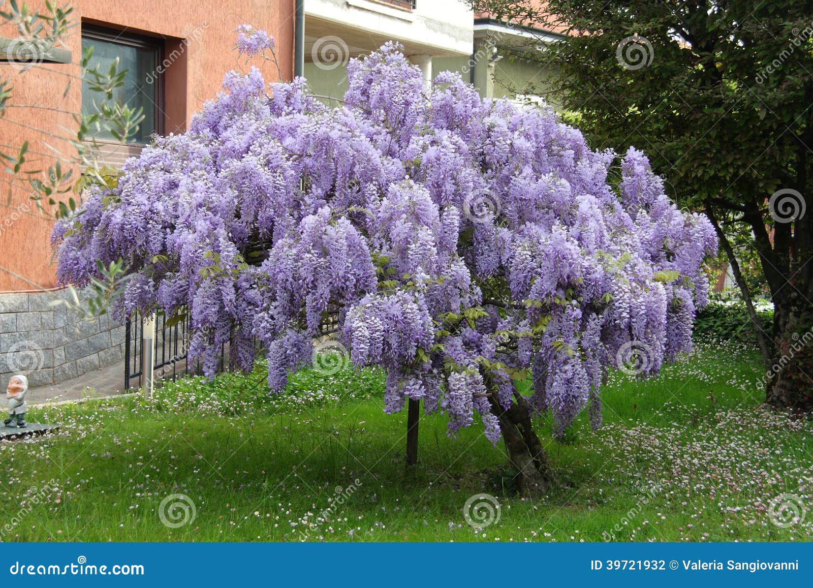 Arbre de glycine photo stock. Image du glycine, arbre - 39721932