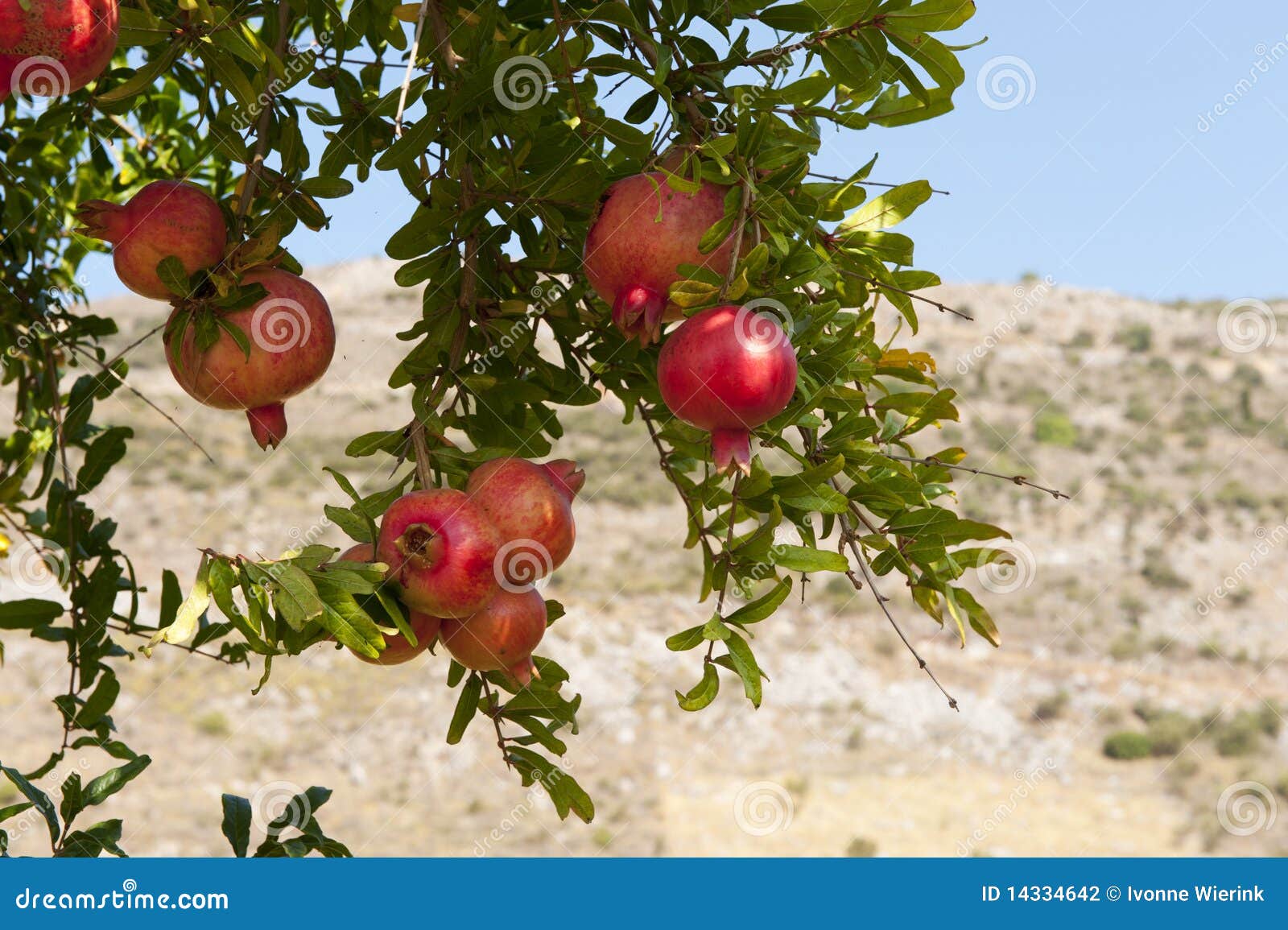 Arbre de grenade photo stock. Image du plusieurs, fruits - 14334642