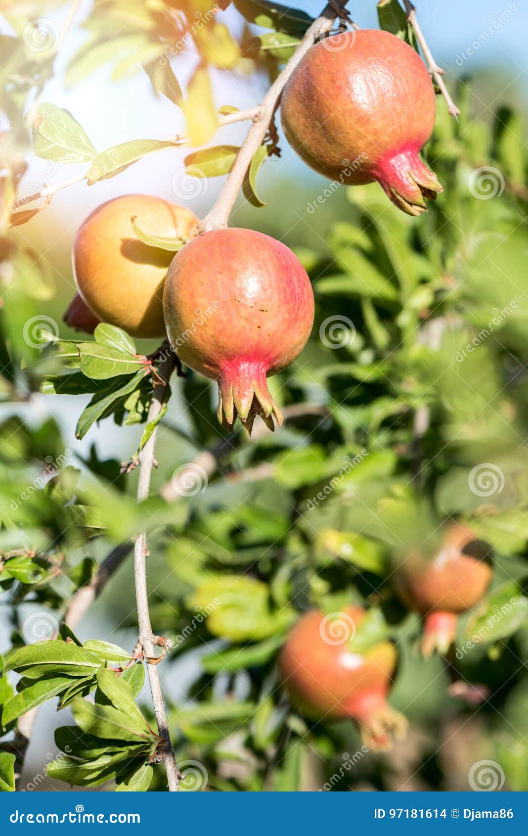 Arbre De Grenade Avec Des Fruits Photo stock - Image du santé, couleur ...