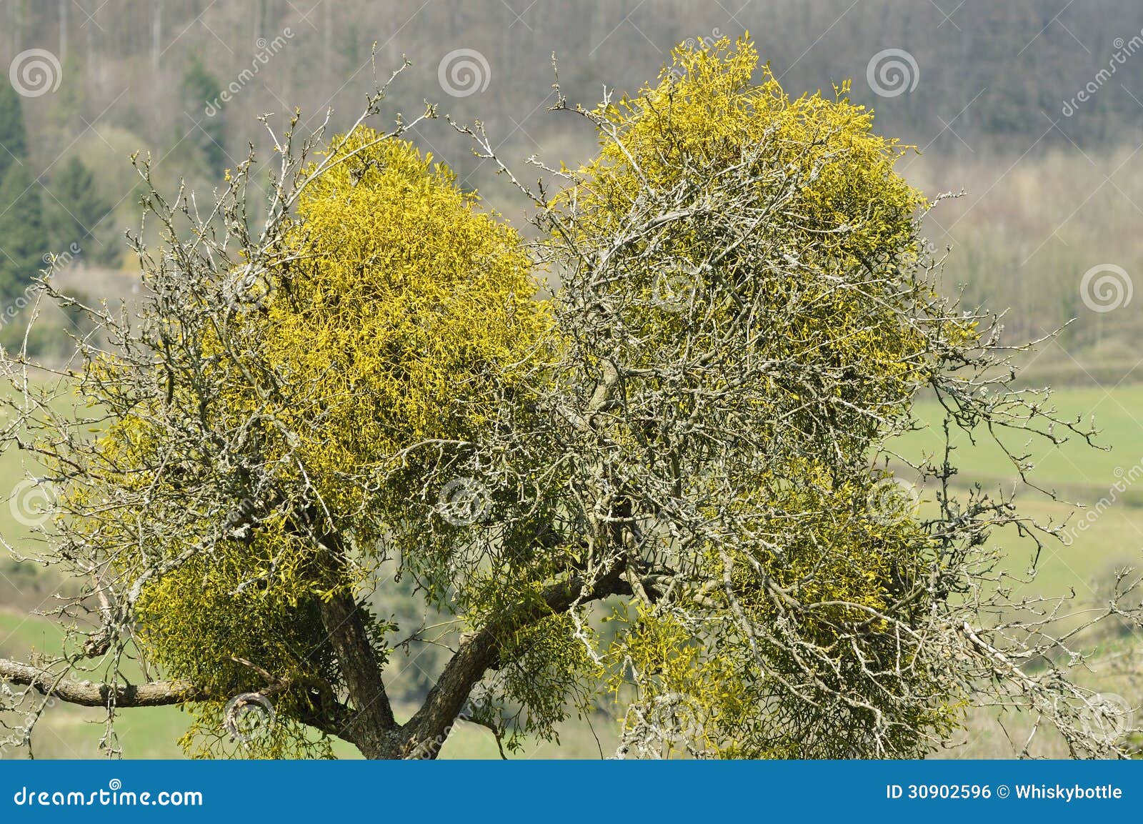 Arbre de gui photo stock. Image du parasite, centrale - 30902596