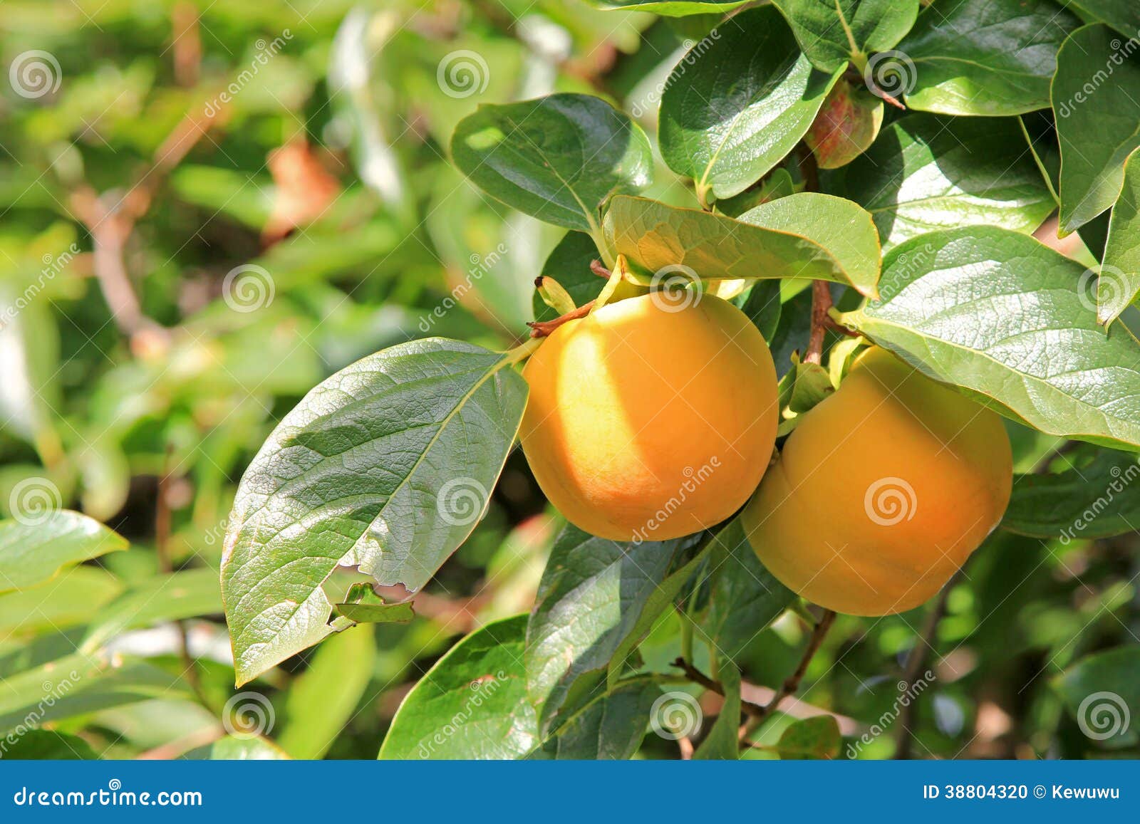 Arbre De Kaki Avec Le Fruit Photo stock - Image du lame, automne: 38804320