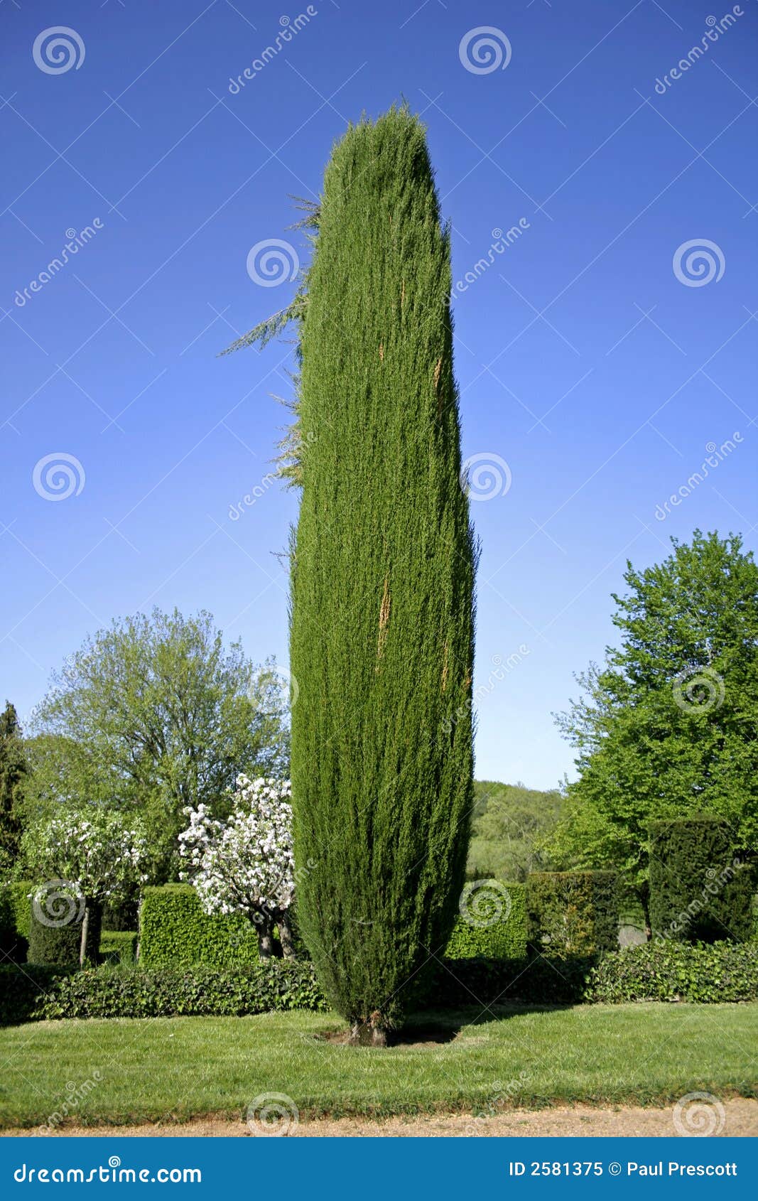 Arbre De La Chypre Dans Les Jardins Image stock - Image du chypre ...