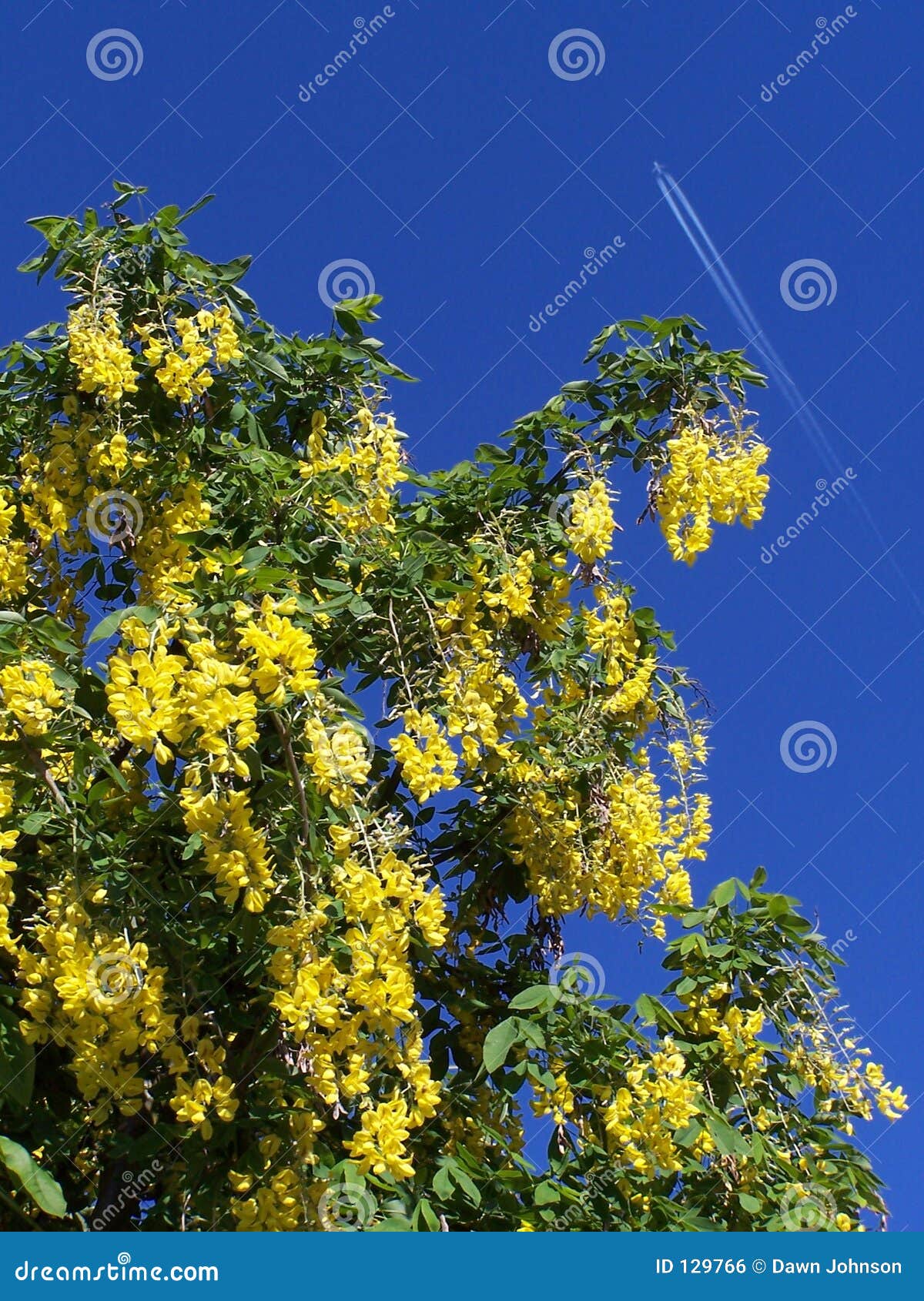 Arbre de Laburnum photo stock. Image du cieux, arbre, cytise - 129766