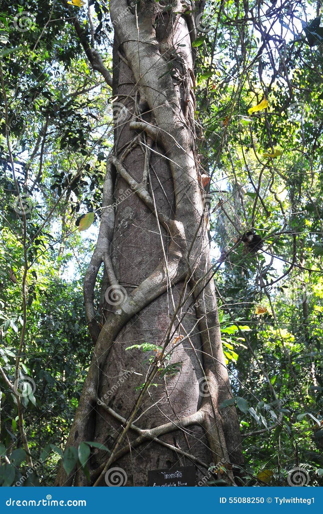 Arbre de liane, Thaïlande photo stock. Image du thaïlande - 55088250