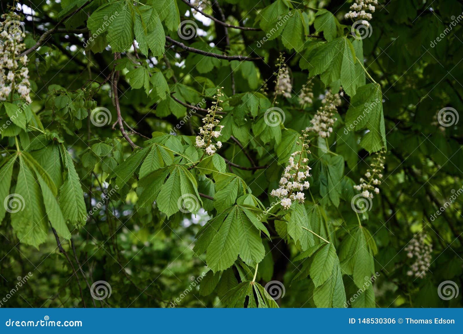 Arbre De Marron De Marron D'Inde En Fleur Photo stock - Image du vert ...