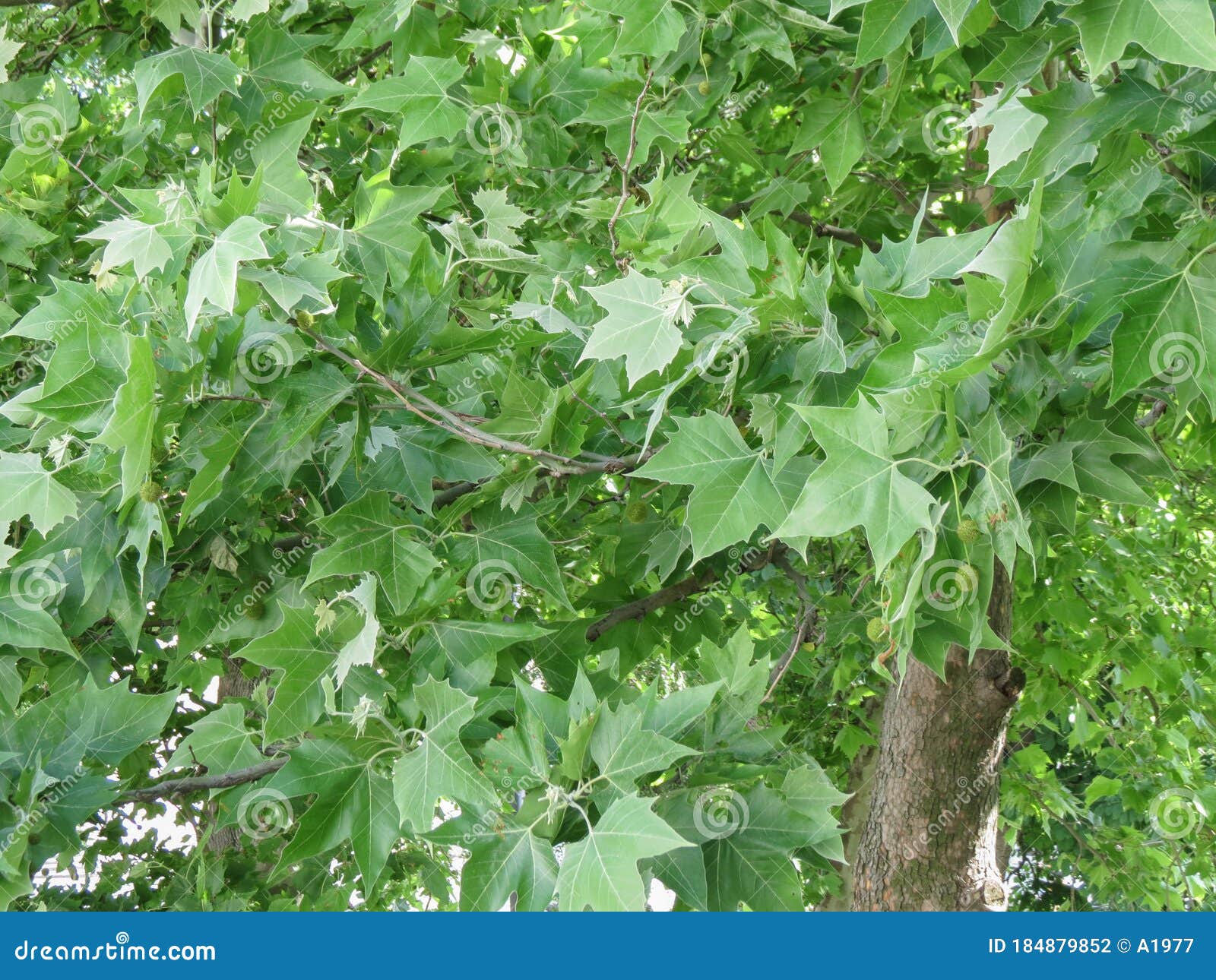 Arbre De Marron D'Inde Ou Marron Photo stock - Image du détail, lames ...