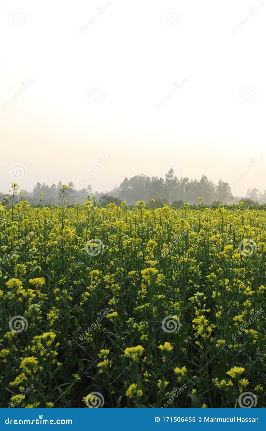 Arbre De Moutarde Et Fleur Jaune Moutarde, Bangladesh Image stock ...