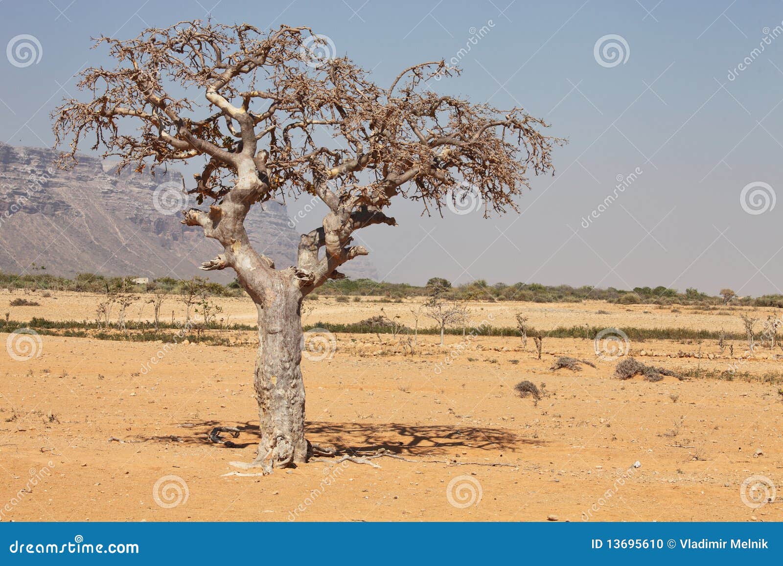 Arbre de myrrhe photo stock. Image du buisson, encens - 13695610