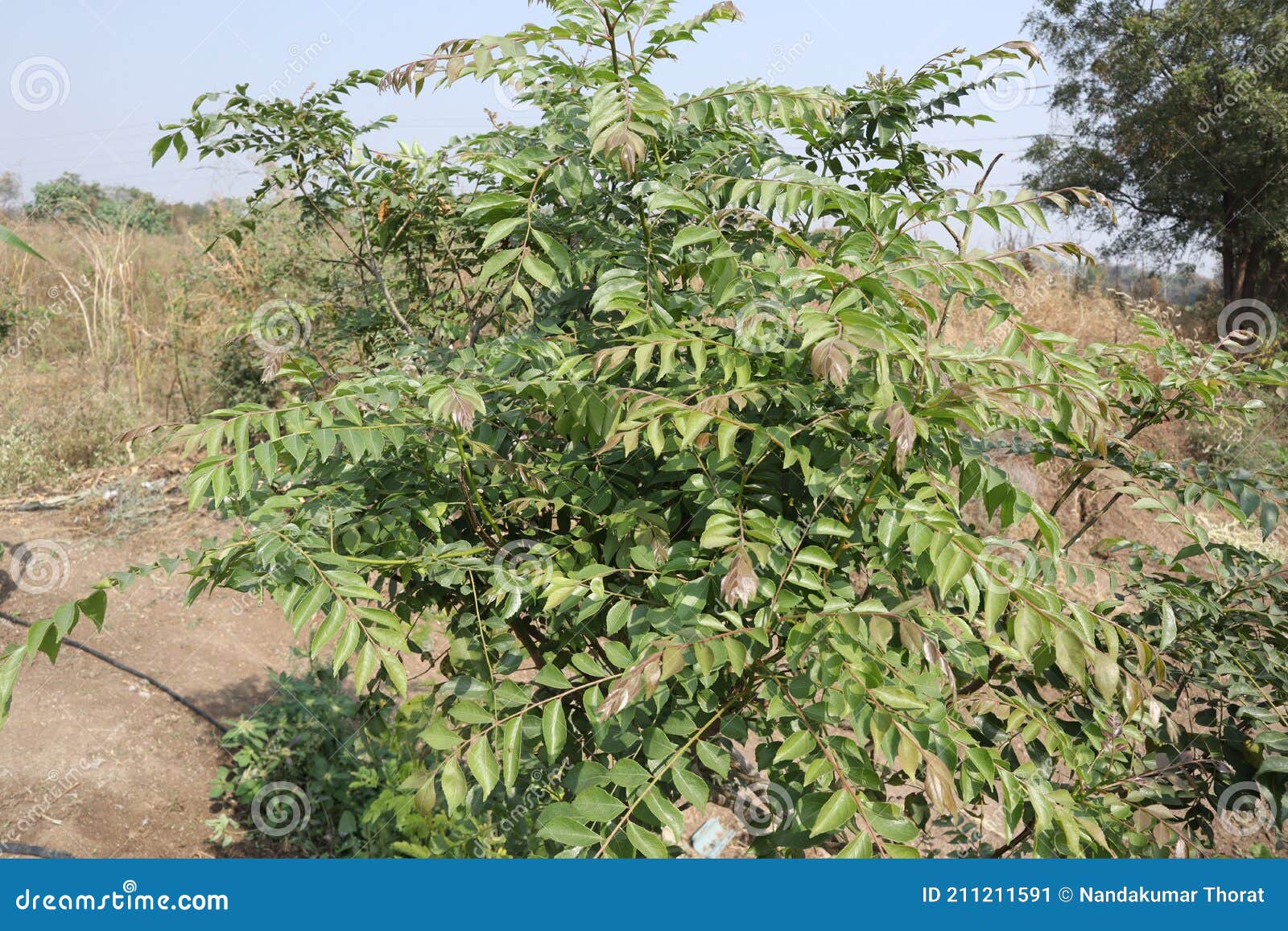 Arbre De Neem Dans La Forêt Image stock - Image du branchement ...