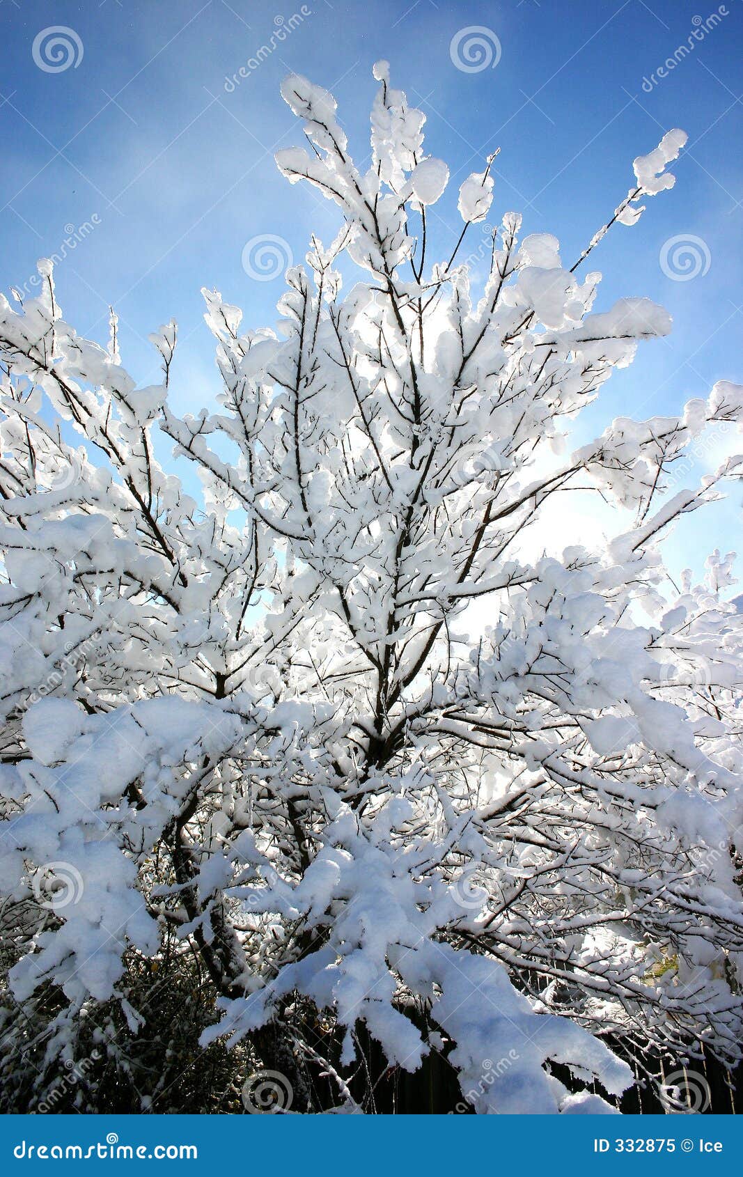 Arbre de neige image stock. Image du froid, saison, extérieur - 332875