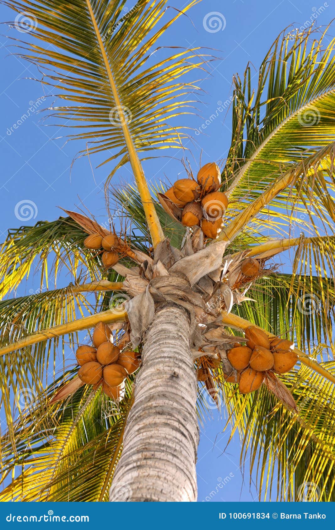 Arbre De Noix De Coco Au Mexique Photo stock - Image du nature, coconut ...