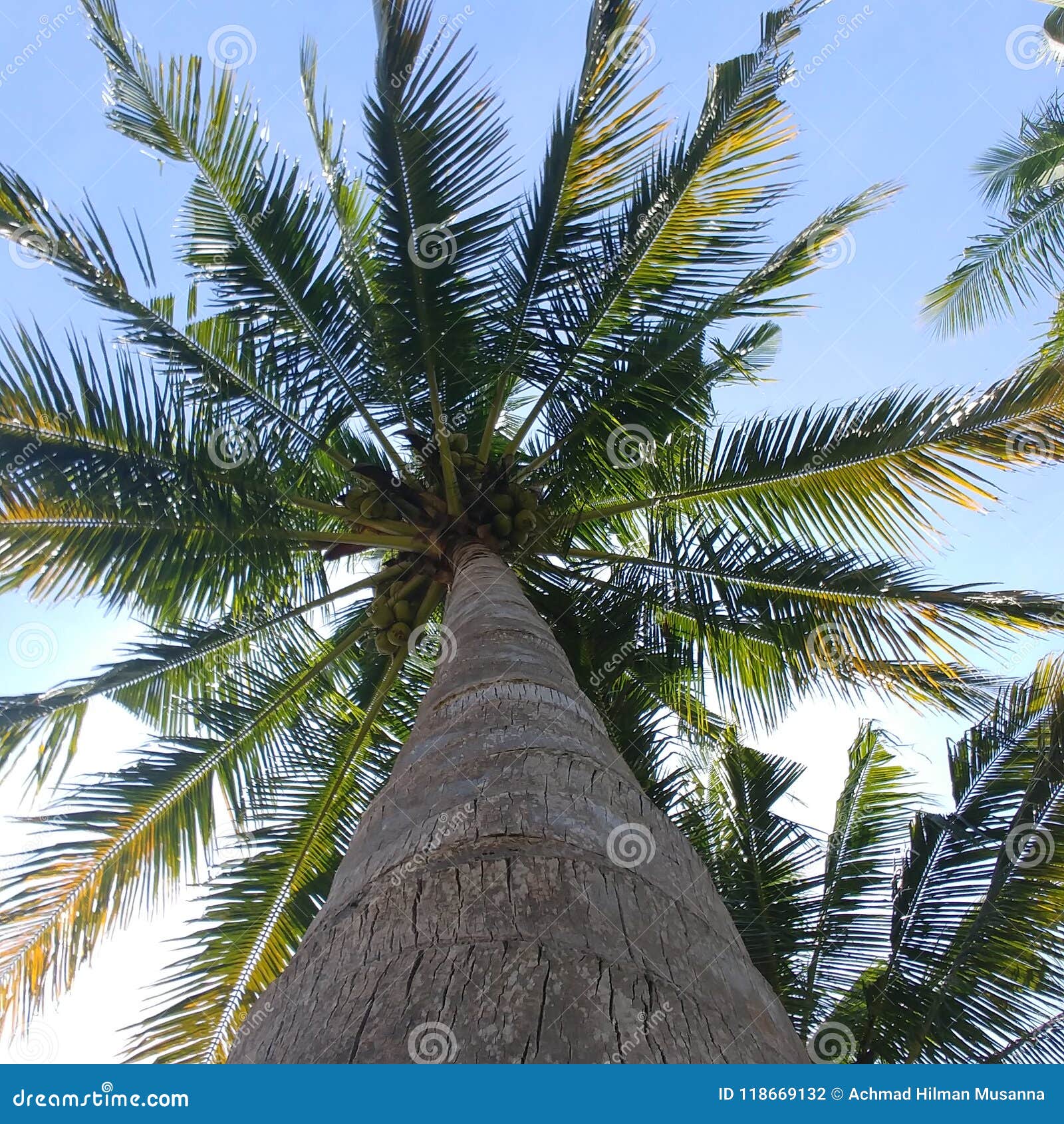 Arbre De Noix De Coco Grand Photo stock - Image of centrale, tropical ...