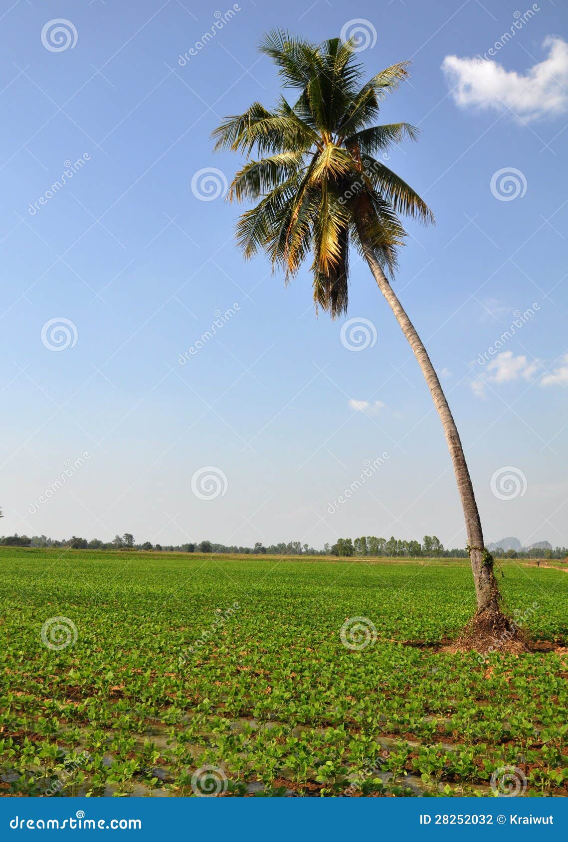Arbre de noix de coco photo stock. Image du rural, clear - 28252032