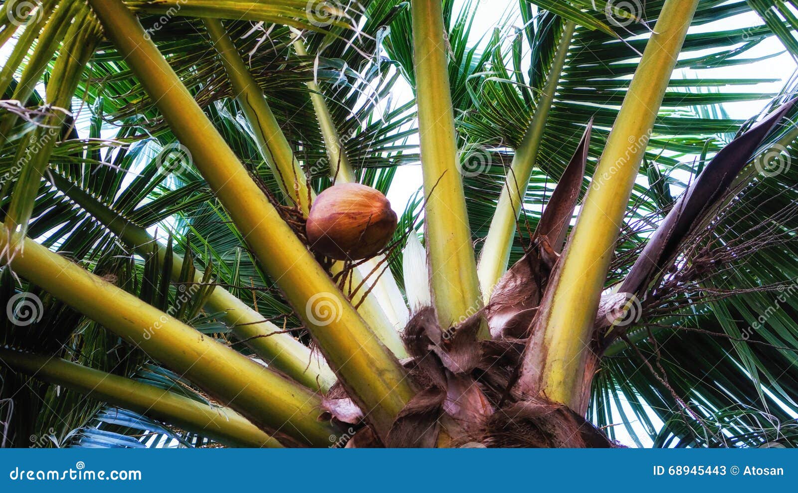 Arbre de noix de coco image stock. Image du noix, doux - 68945443