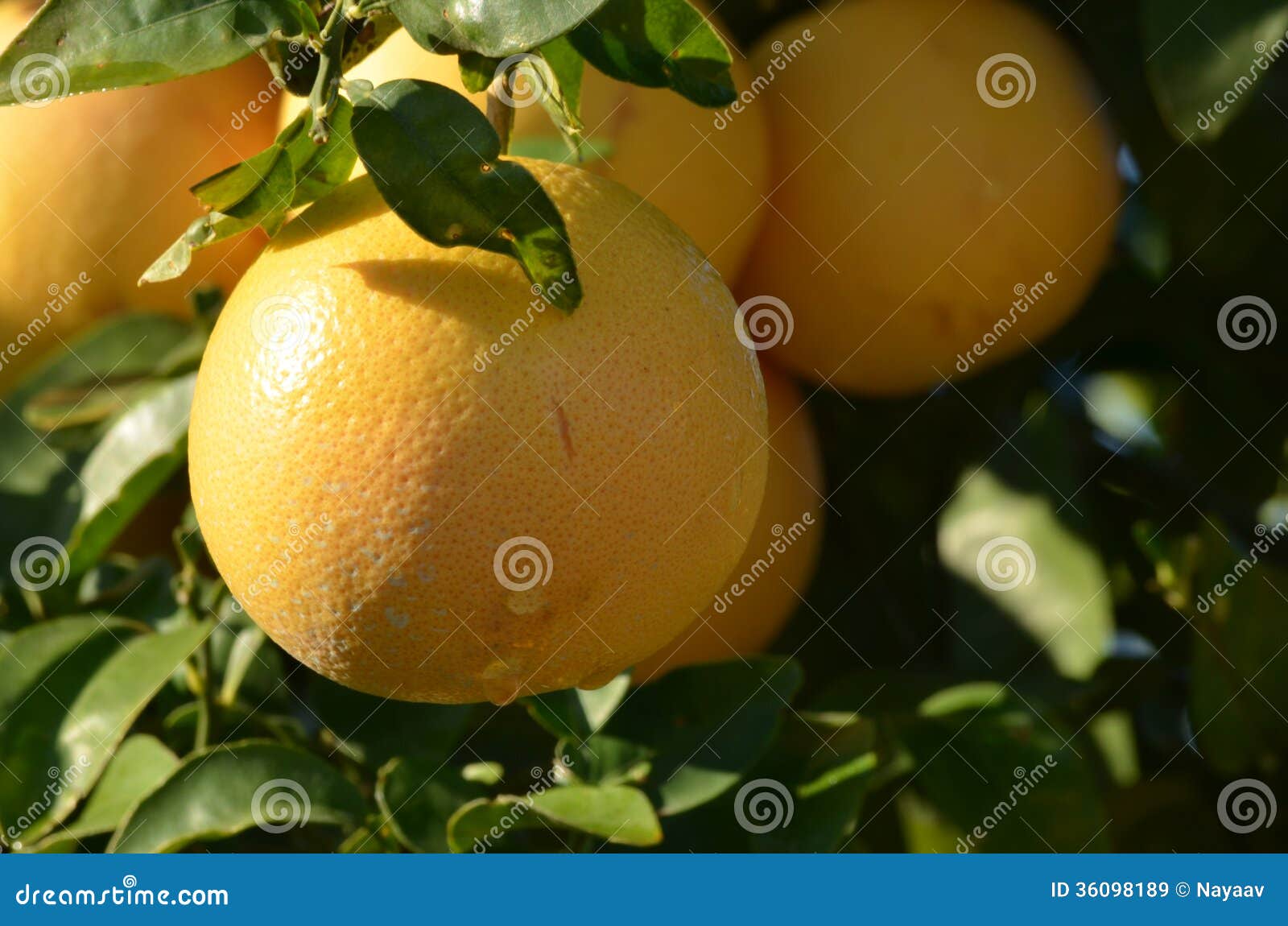 Arbre de pamplemousse image stock. Image du vitamine - 36098189