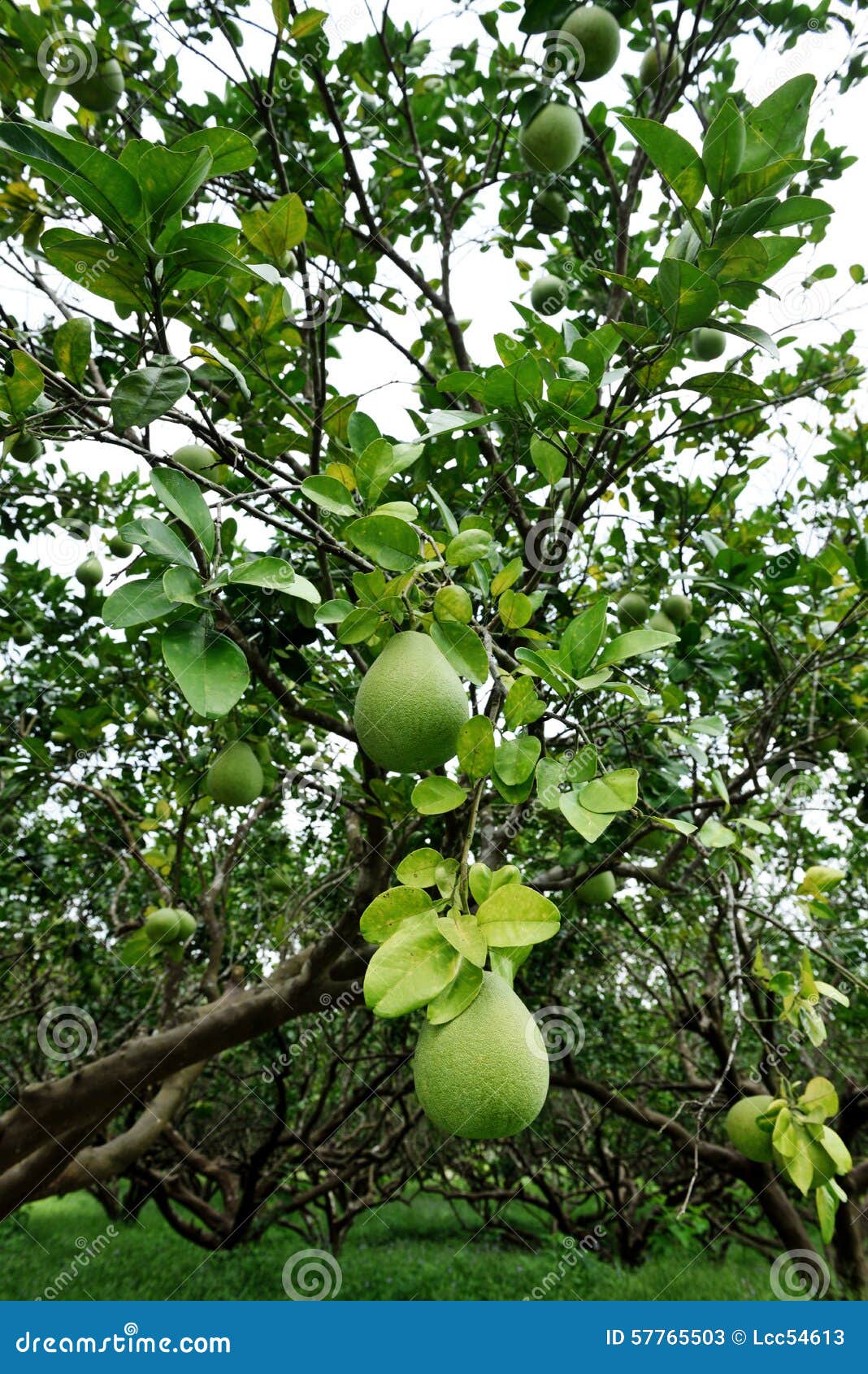 Arbre de pamplemousse image stock. Image of centrale - 57765503