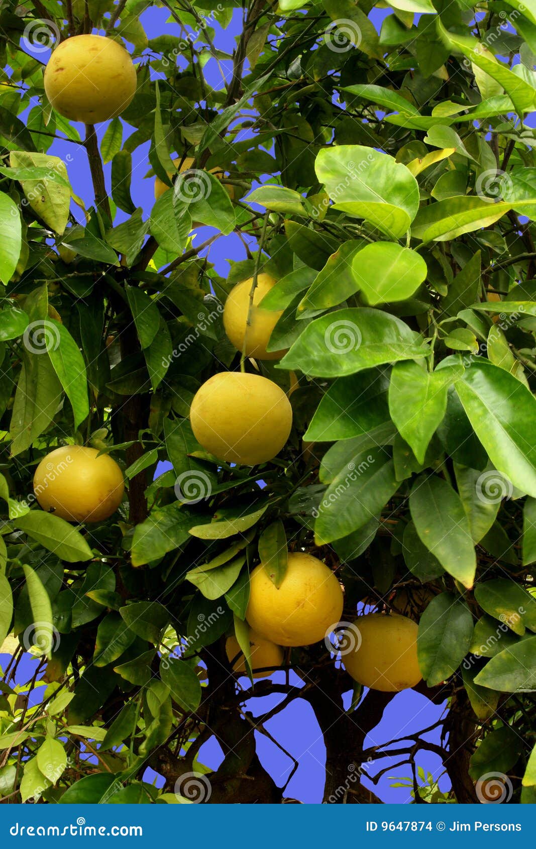Arbre de pamplemousse photo stock. Image du extérieur - 9647874