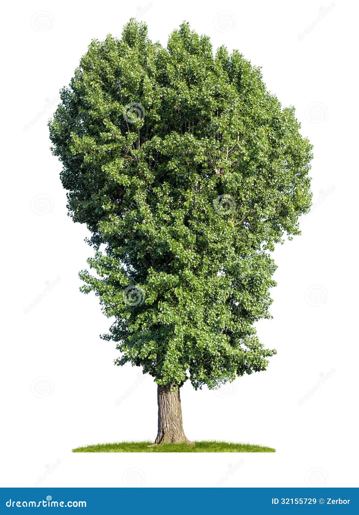 Arbre De Peuplier D'isolement Image stock - Image du branchement ...