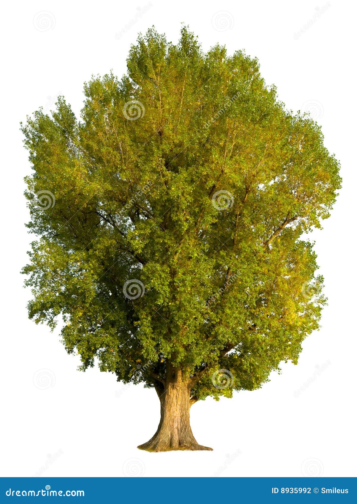 Arbre De Peuplier D'isolement Photo stock - Image du extérieur ...