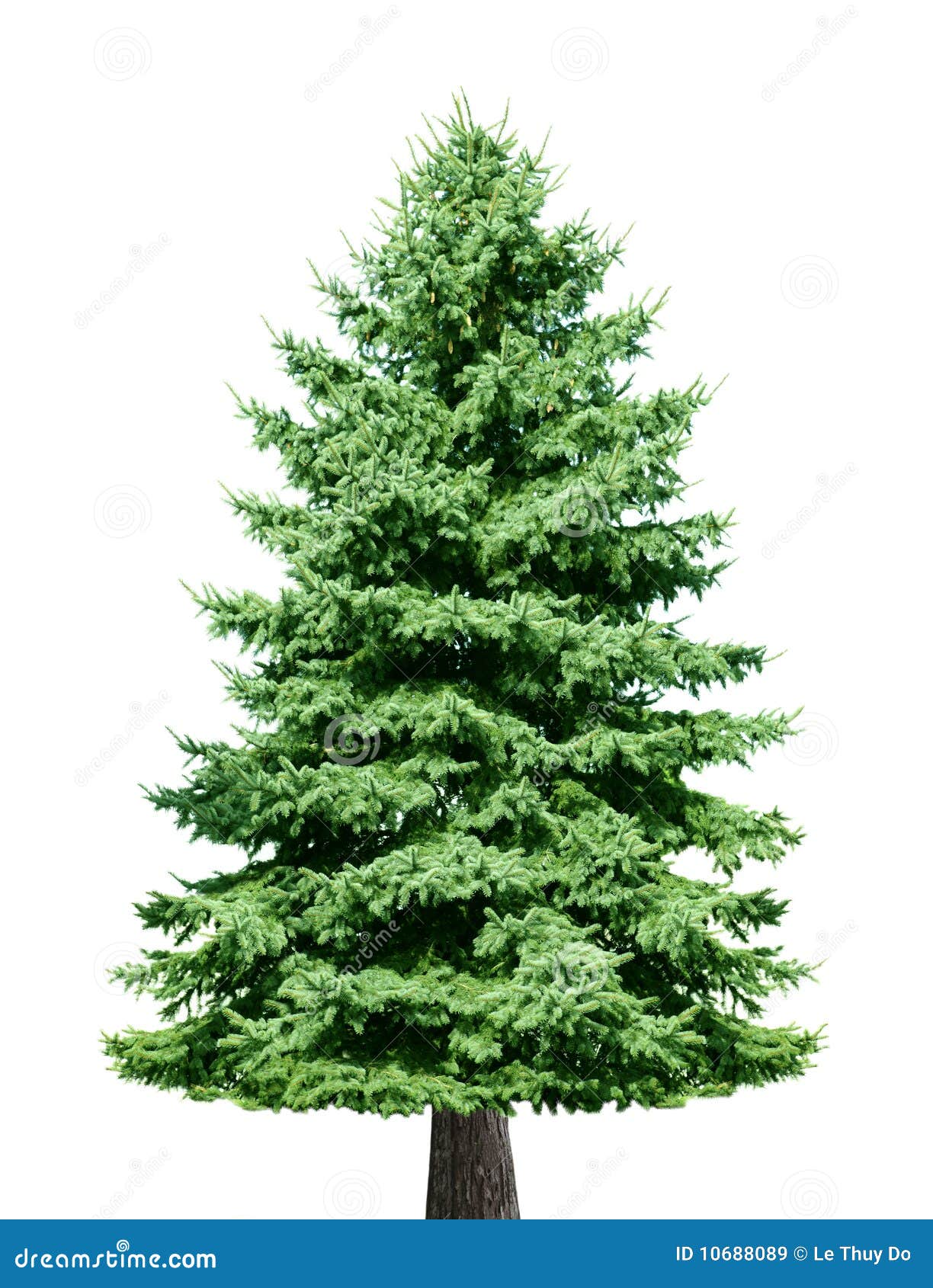 Arbre de pin image stock. Image of écorce, sapin, details - 10688089