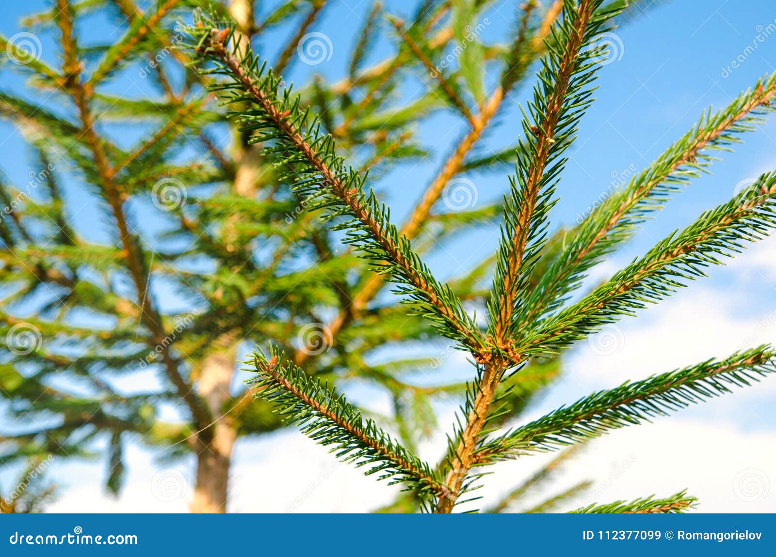 Arbre de pin image stock. Image du nature, saison, centrale - 112377099