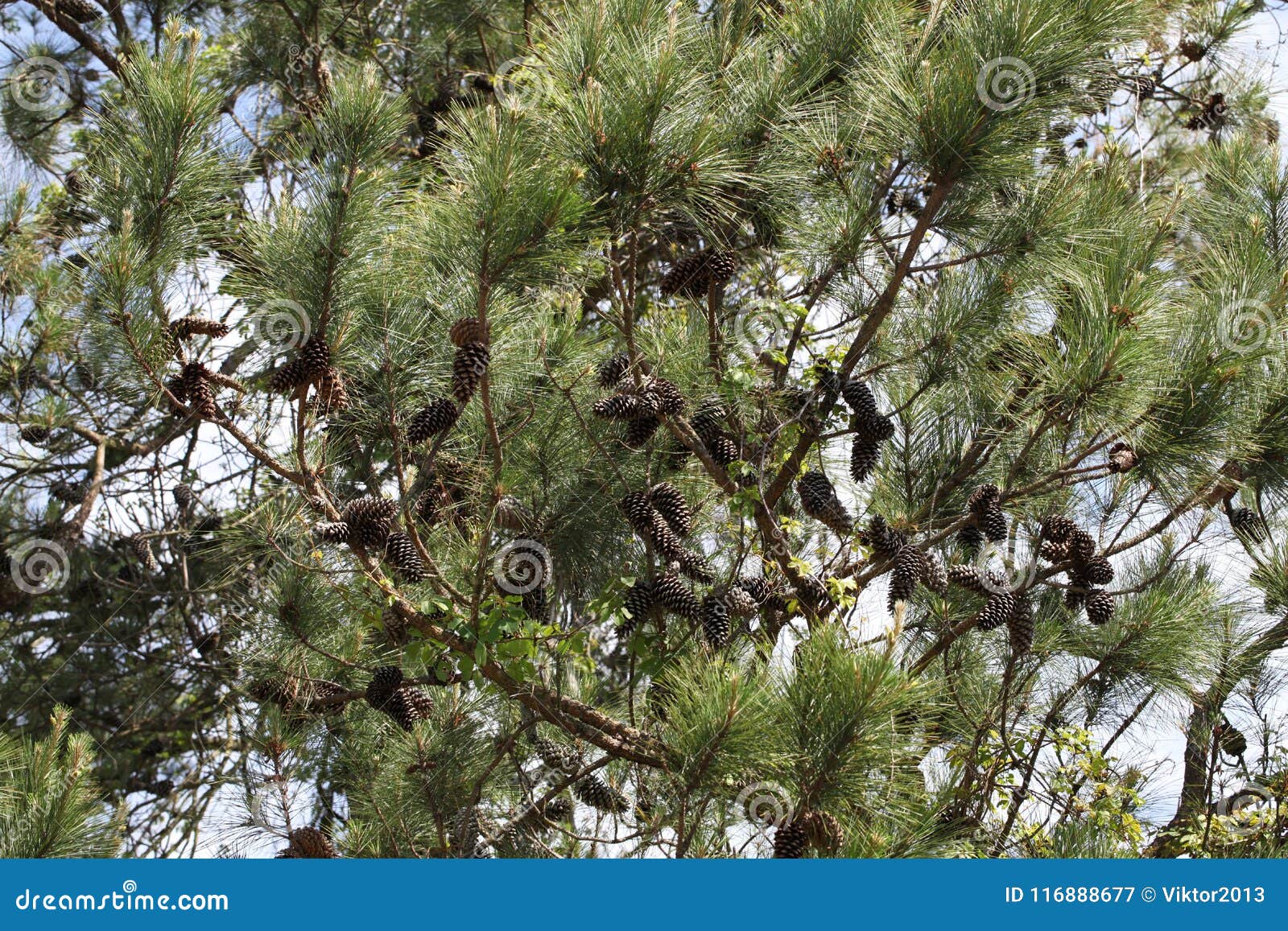Arbre de pin image stock. Image du beauté, ensoleillé - 116888677