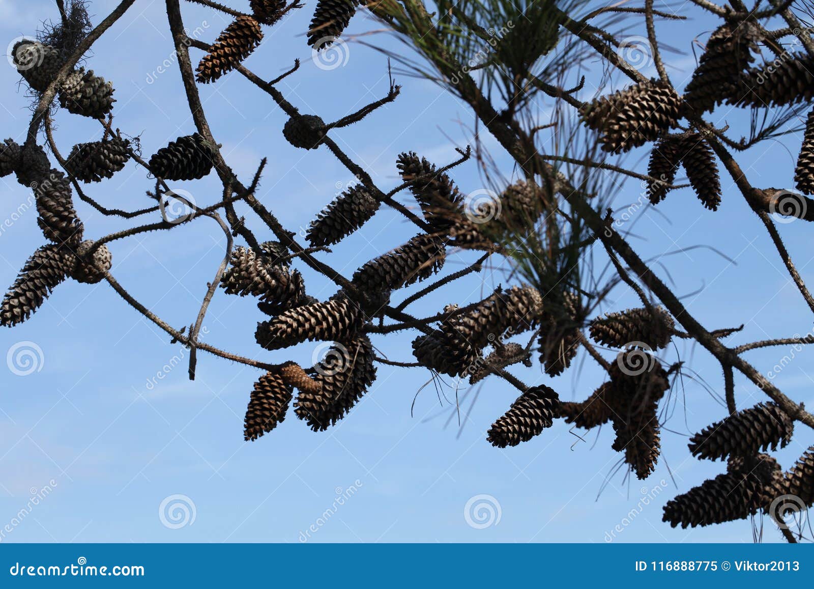 Arbre de pin image stock. Image du bleu, environnement - 116888775