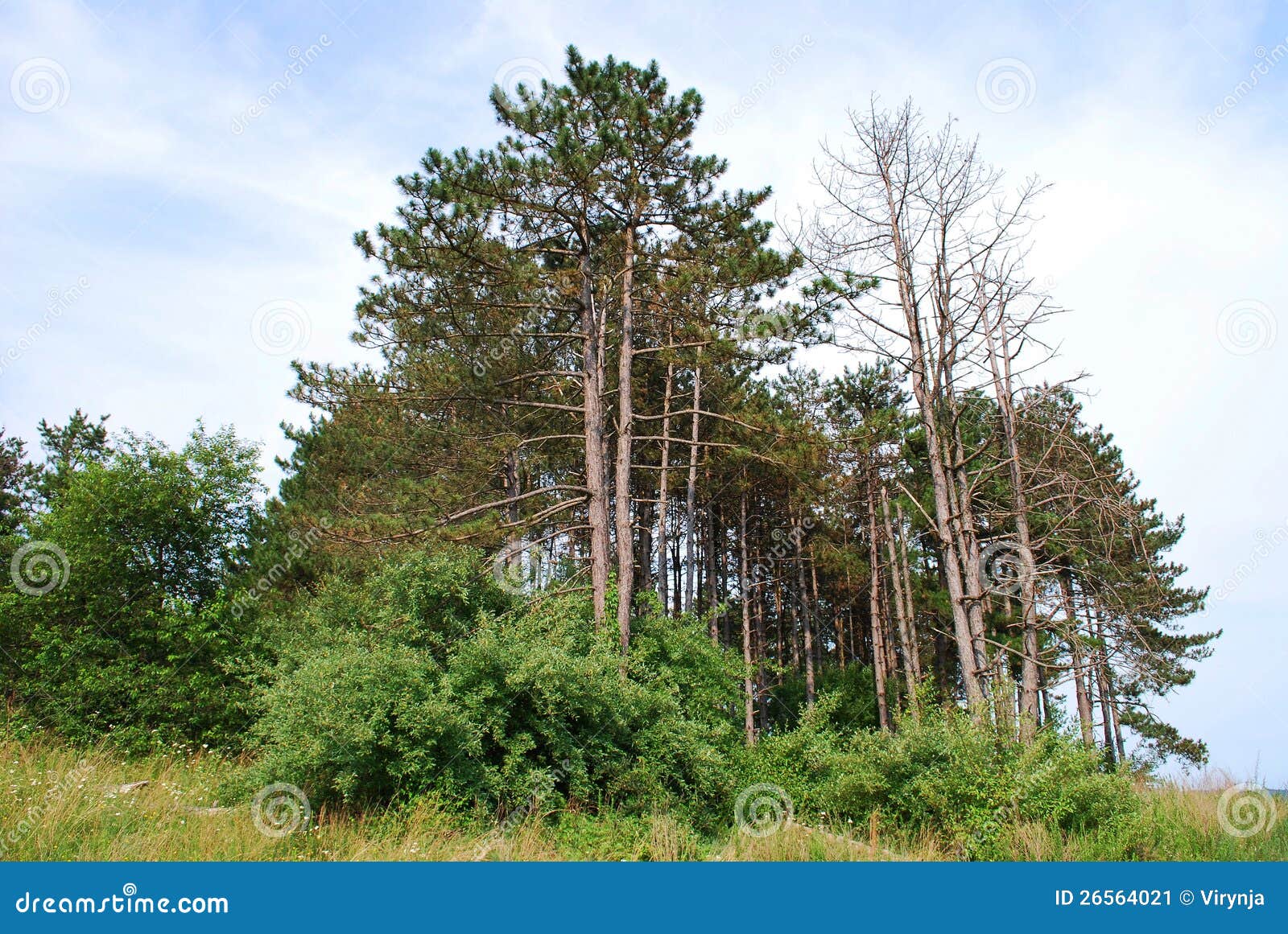 Arbre de pin image stock. Image of jaune, ensoleillé - 26564021
