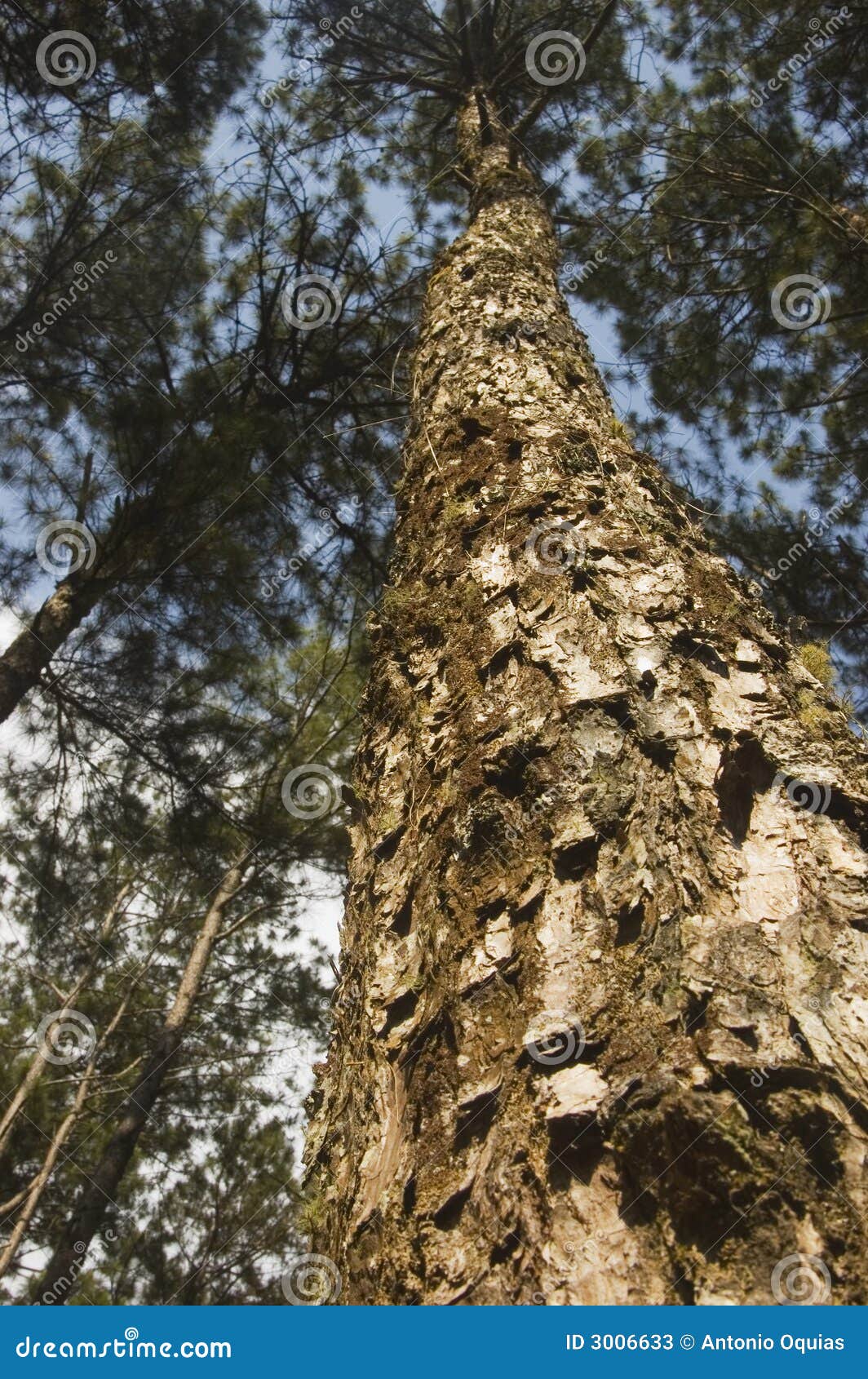 Arbre de pin image stock. Image du scenics, horizontal - 3006633