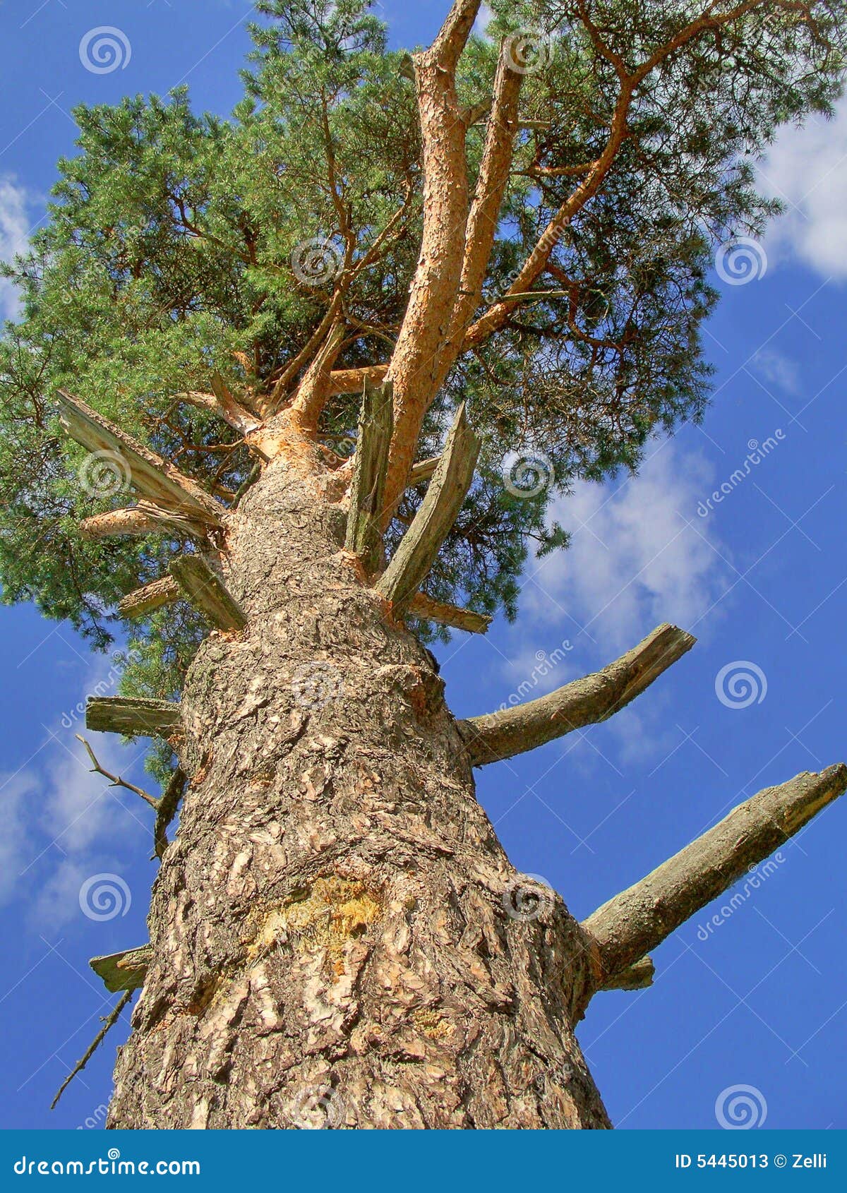 Arbre de pin image stock. Image du bleu, upwards, ensoleillé - 5445013