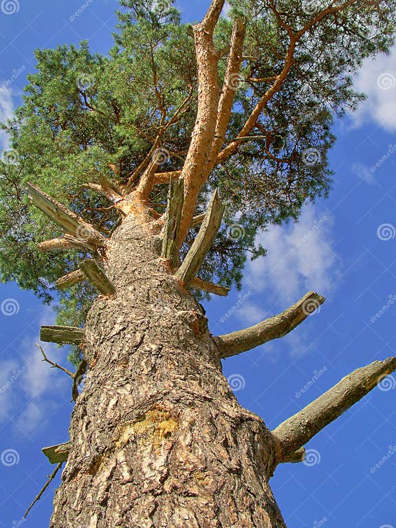 Arbre de pin image stock. Image du bleu, upwards, ensoleillé - 5445013