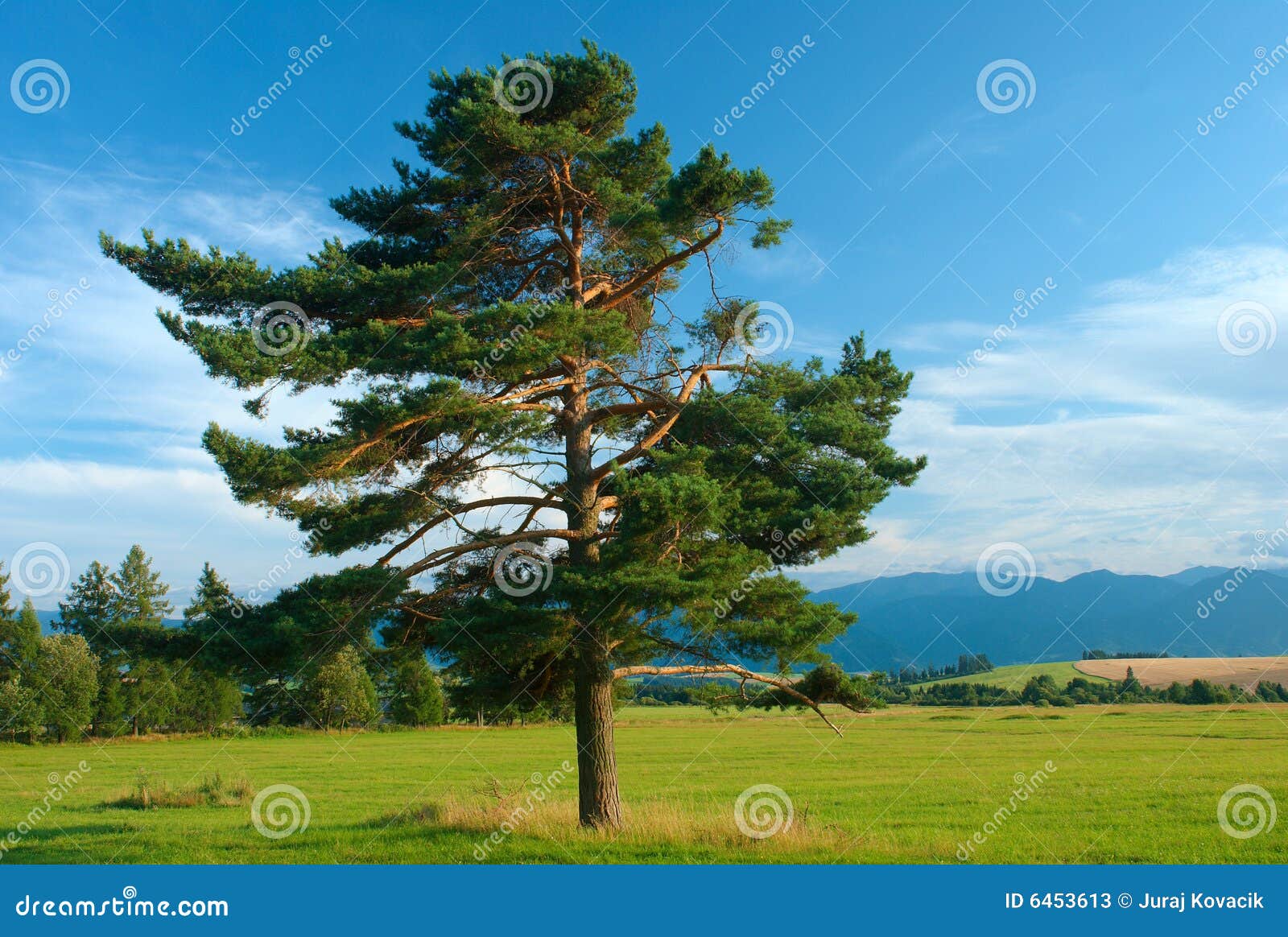 Arbre de pin image stock. Image du branchement, été, forêt - 6453613