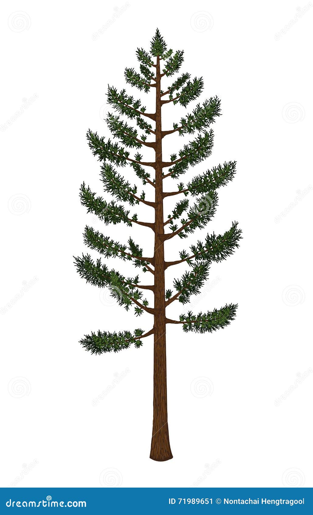Arbre de pin illustration de vecteur. Illustration du horizontal - 71989651
