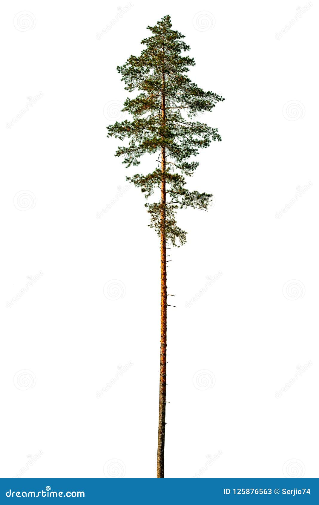 Arbre de pin grand image stock. Image du écologie, nature - 125876563
