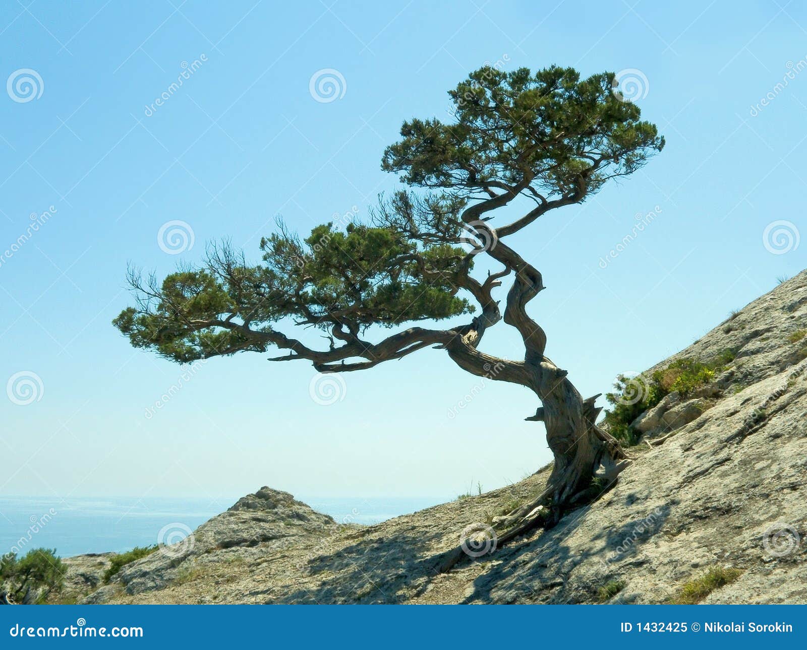 Arbre de pin simple image stock. Image du soleil, roche - 1432425