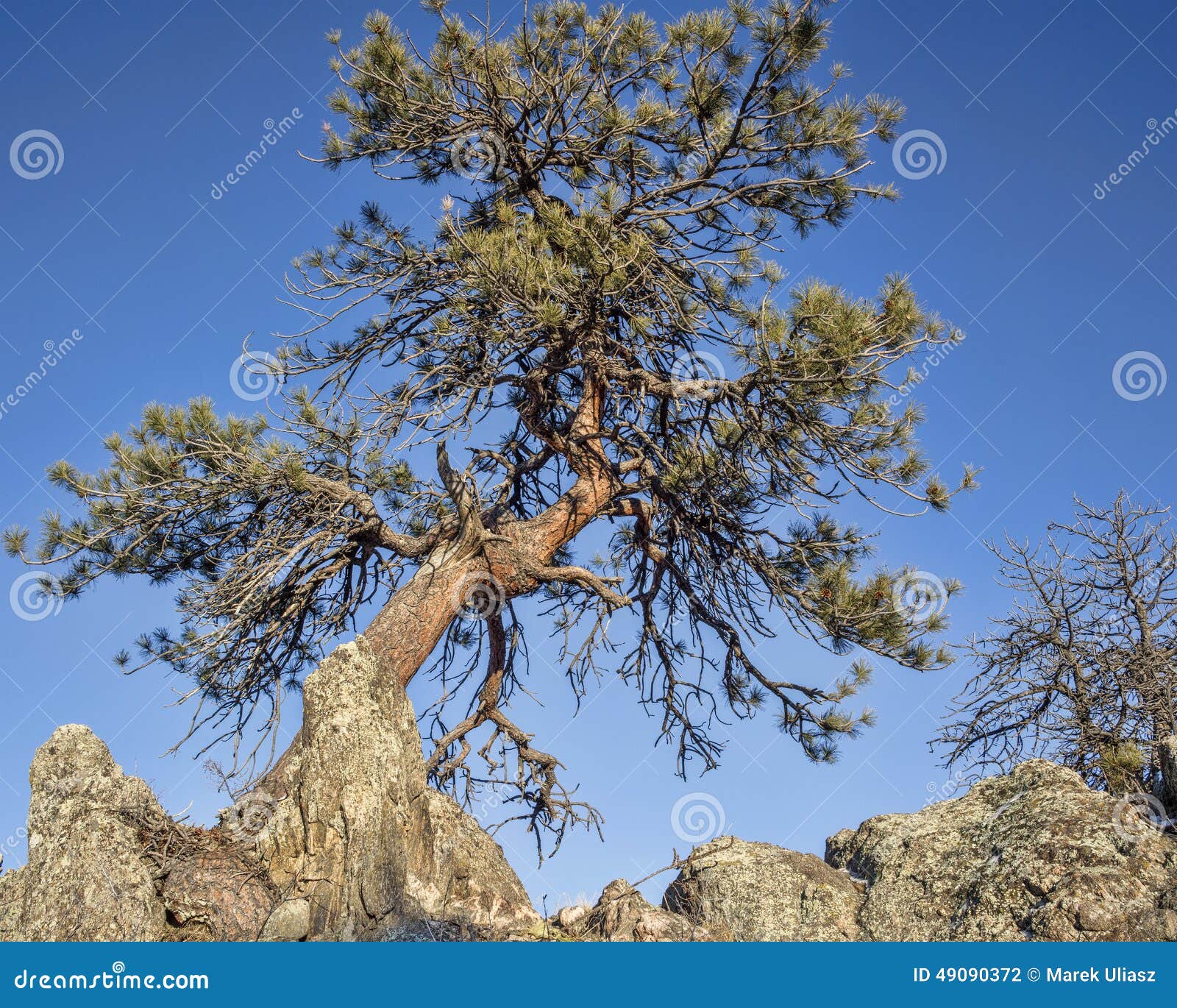Arbre de pin tordu photo stock. Image du ciel, fort, montagnes - 49090372