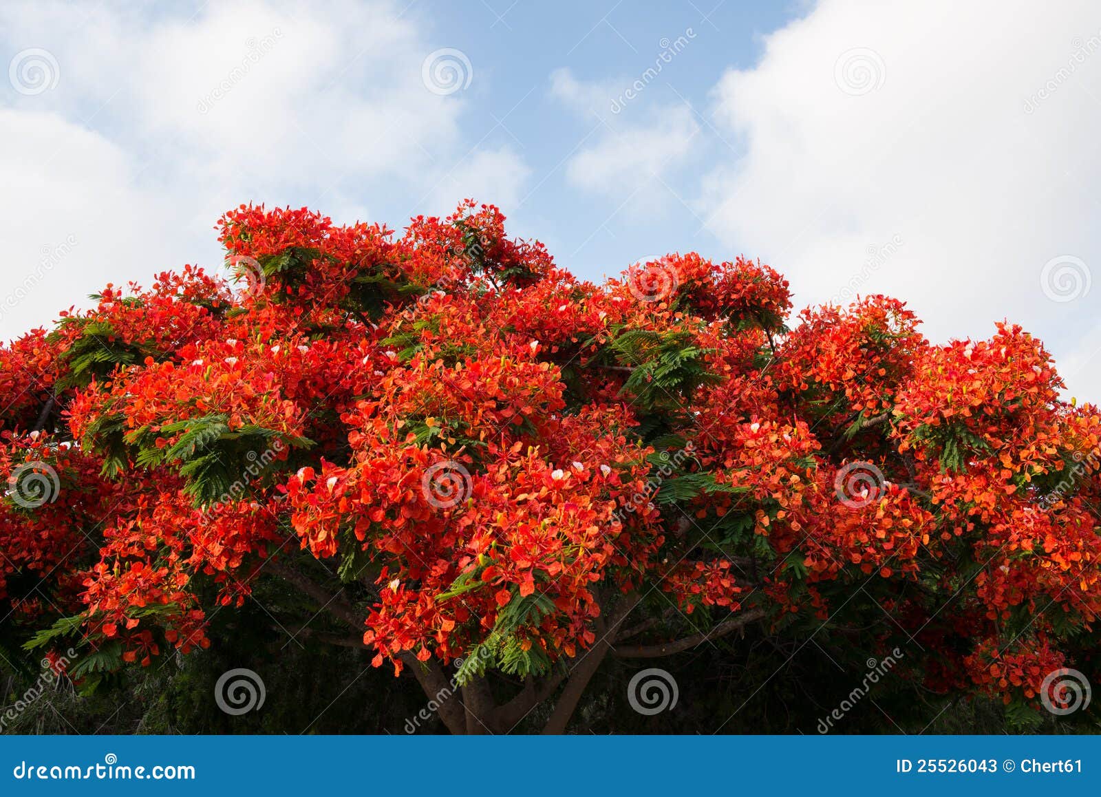 Arbre de Poinciana image stock. Image du fleurs, flamboyant - 25526043