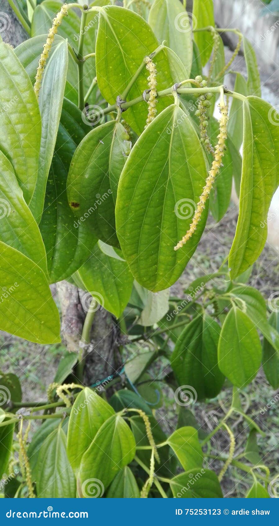 Arbre De Poivre Noir Photos Stock - Téléchargez 1,587 Photos libres de ...